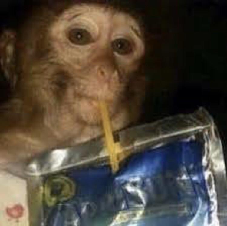 My favorite monkey | Scrolller