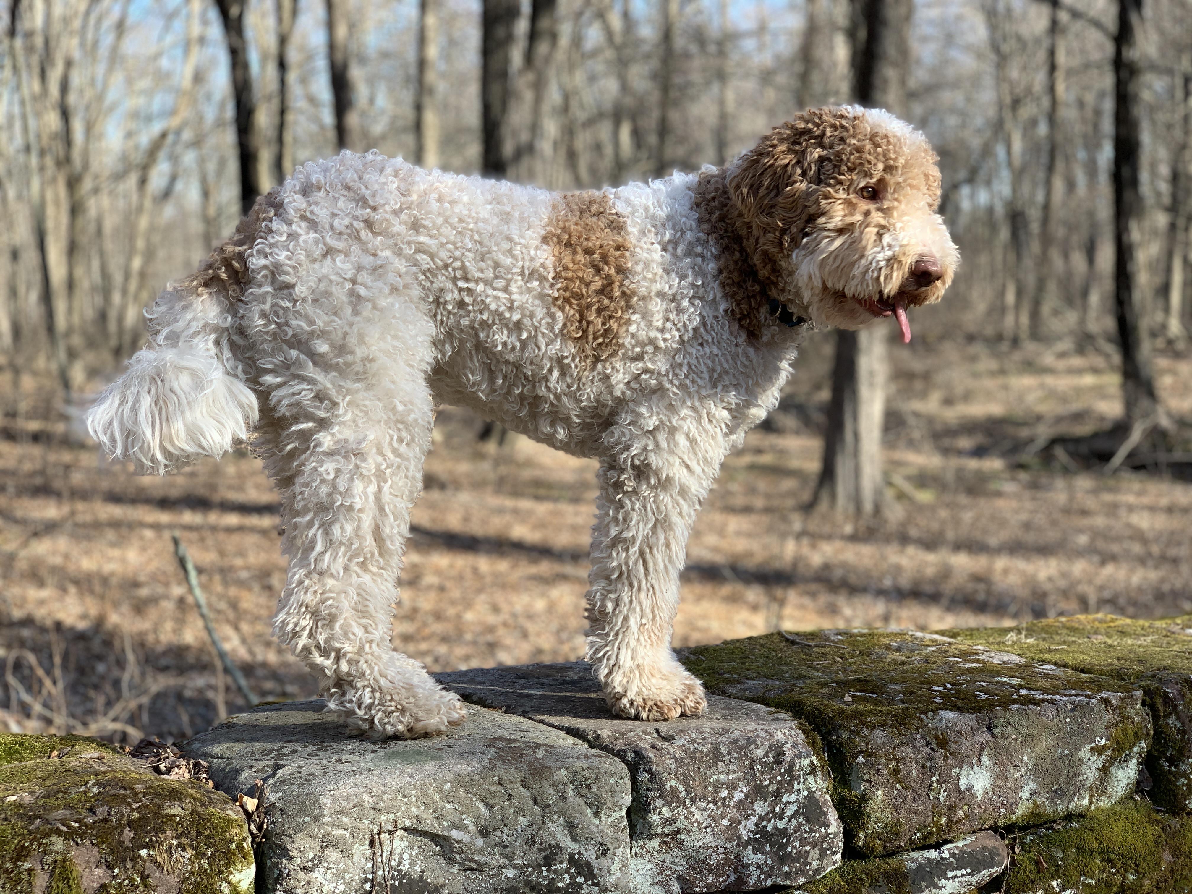 My favorite walking partner | Scrolller