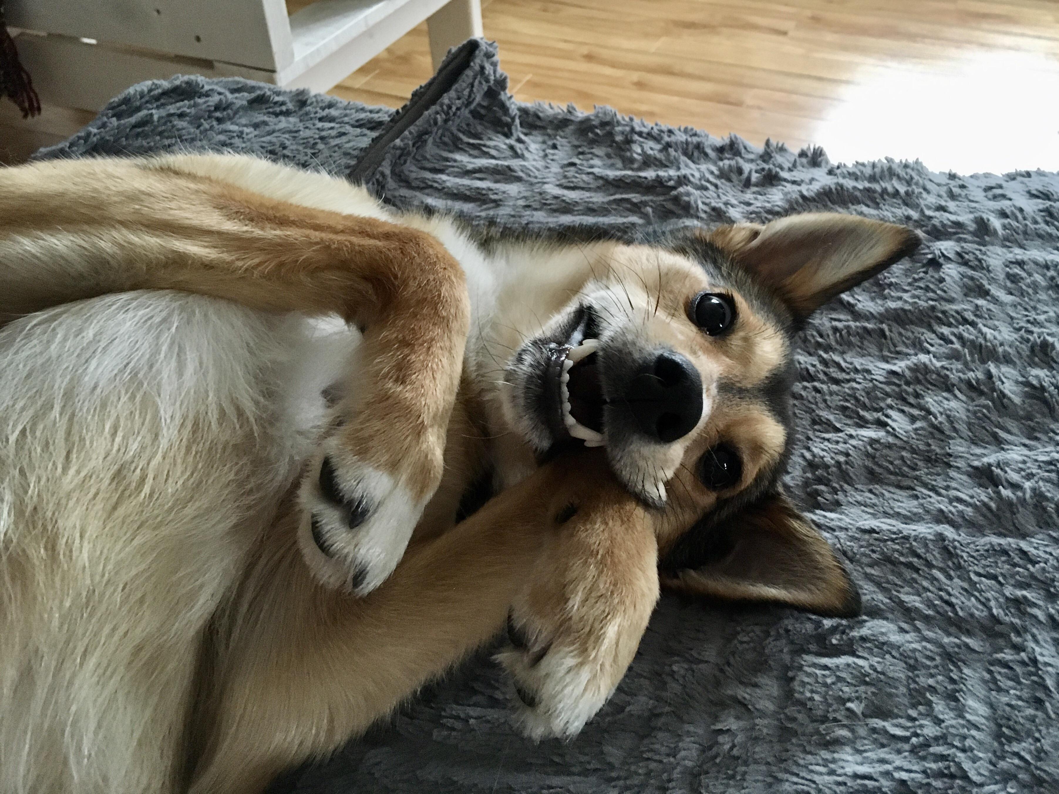 My favourite little derp! | Scrolller