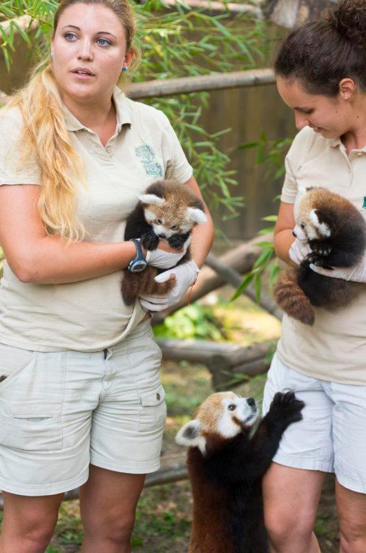 My favourite picture of red panda twins born in Nyíregyháza Zoo | Scrolller