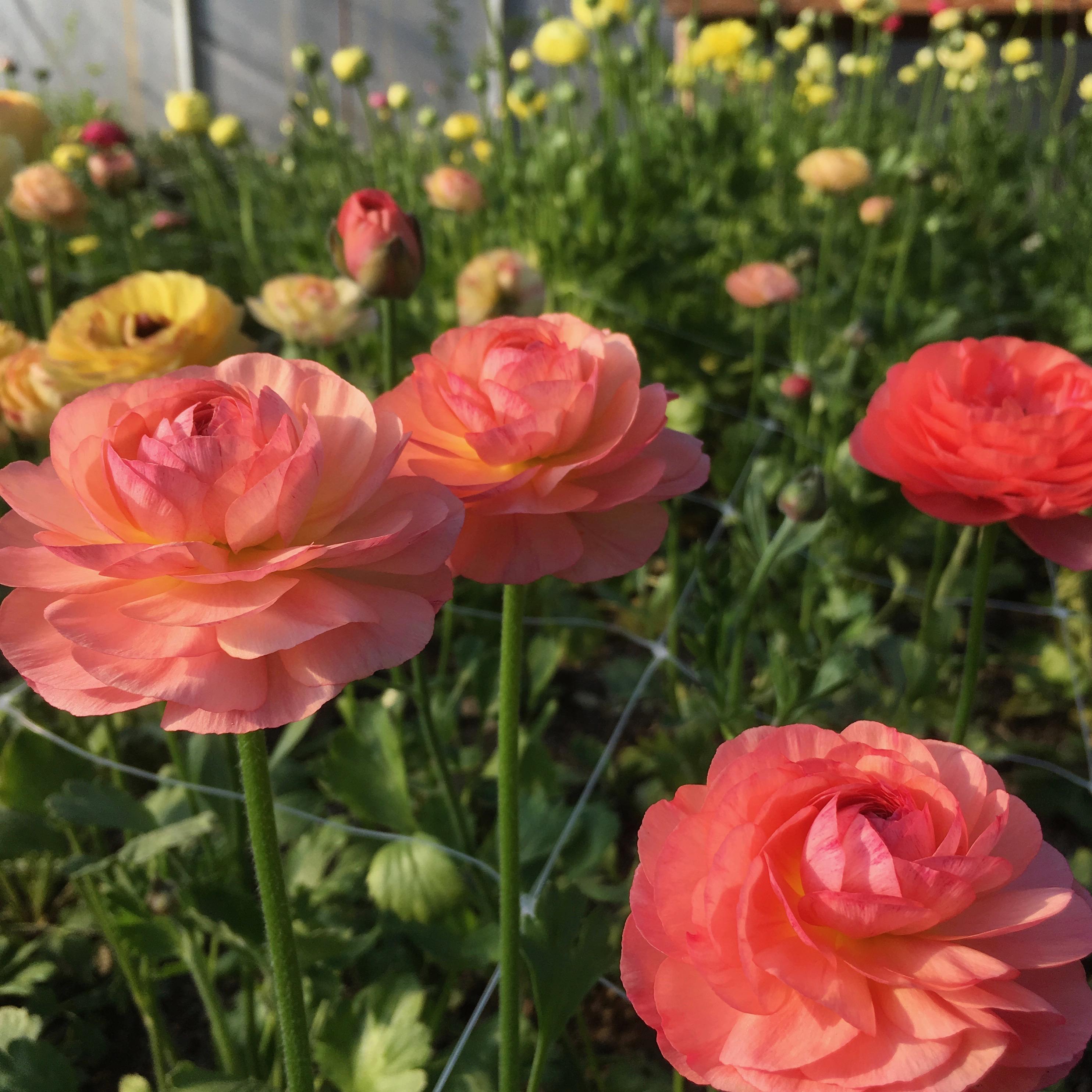 My favourite Spring Flower, Ranunculus. | Scrolller