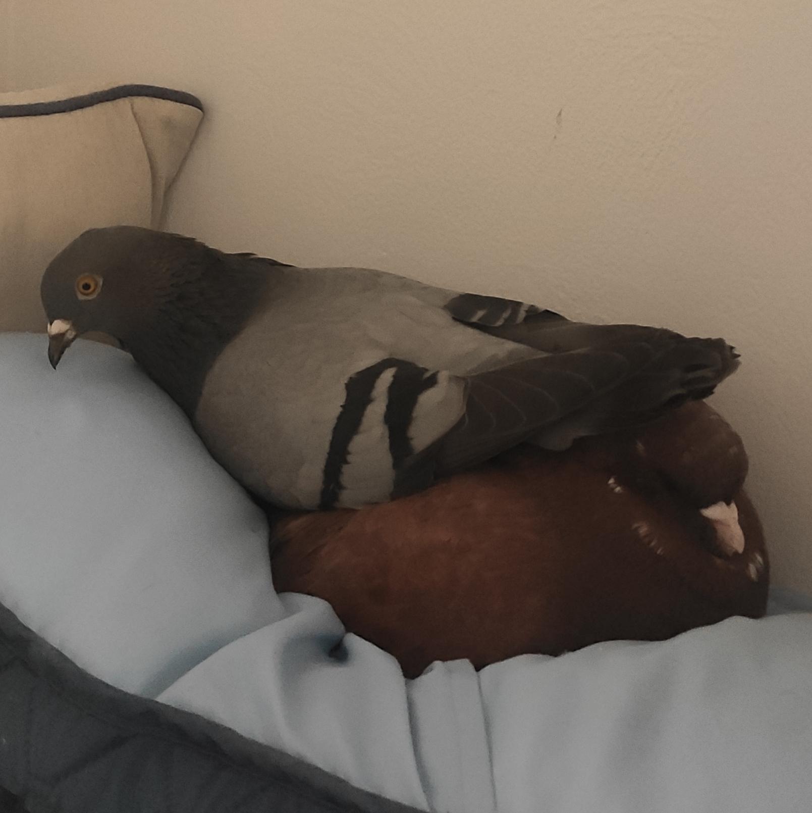 My Feral and Modena employing new cuddle strategies. | Scrolller