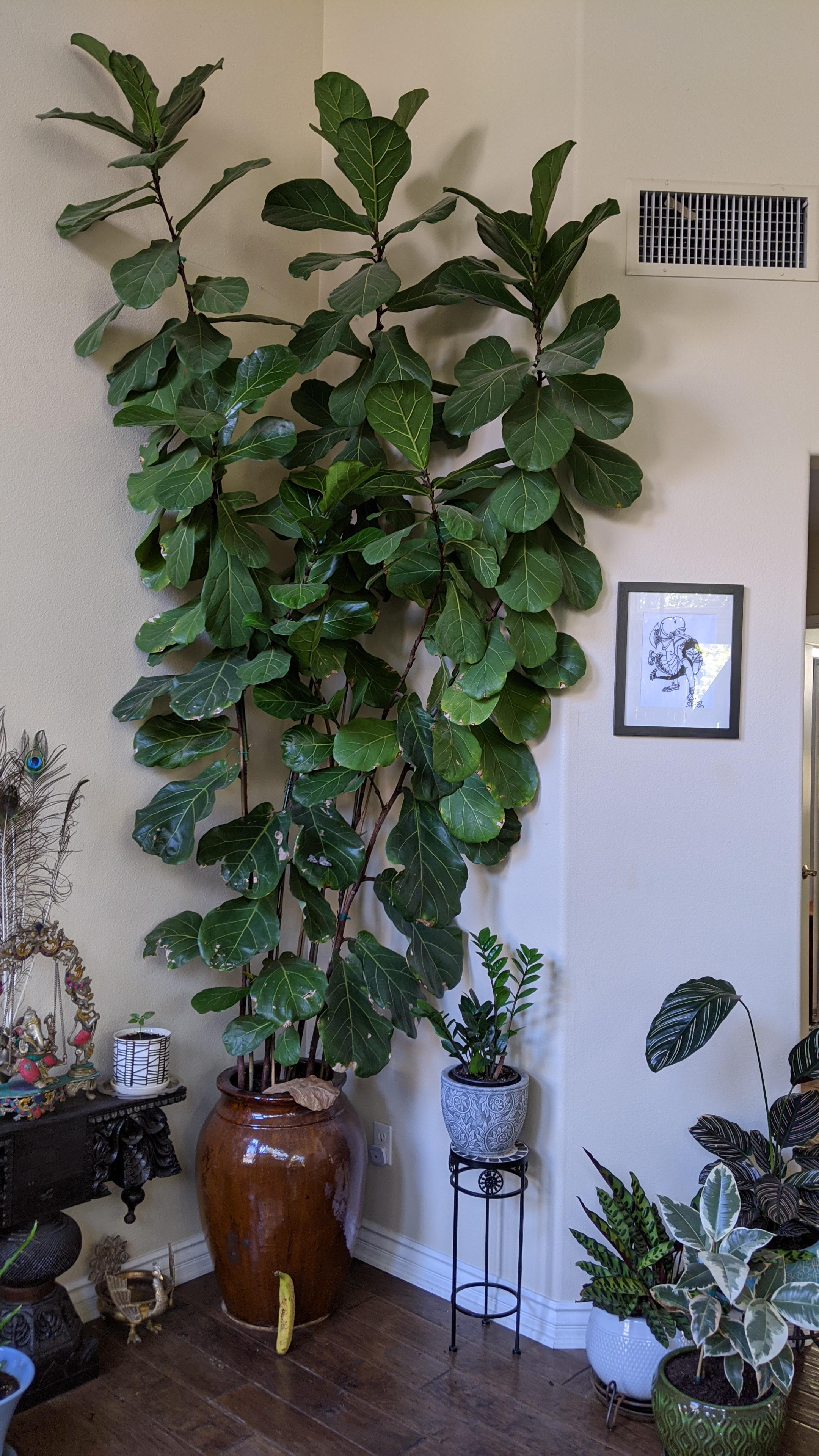 My fiddle leaf fig plant. Banana for scale. | Scrolller