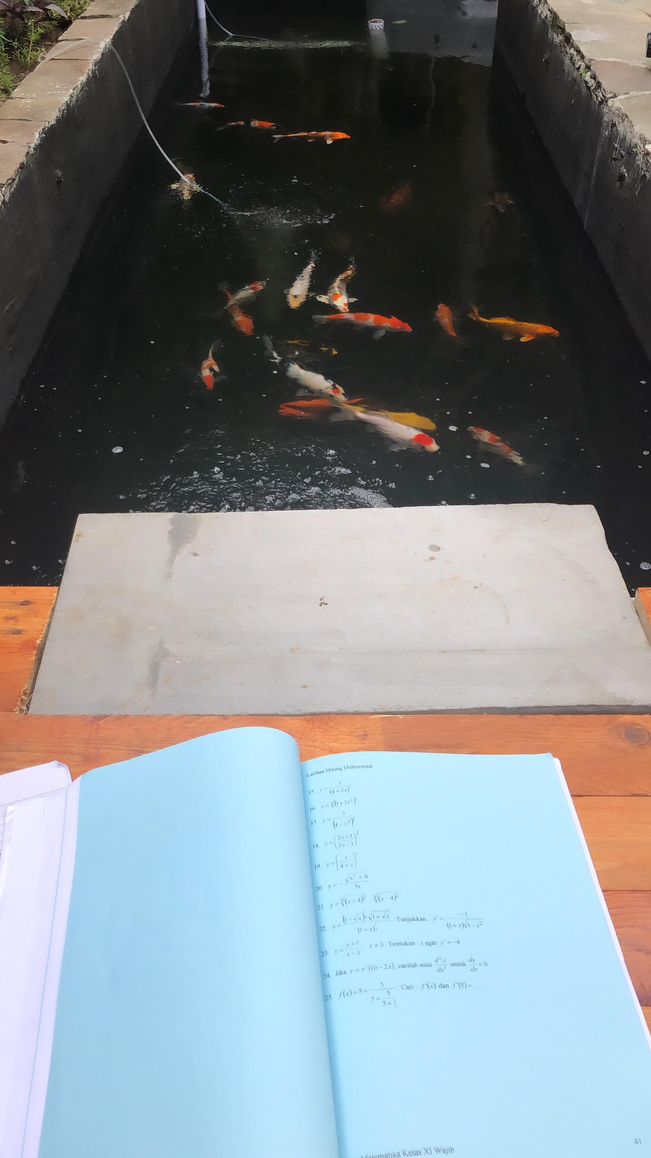 My finished pond | Scrolller