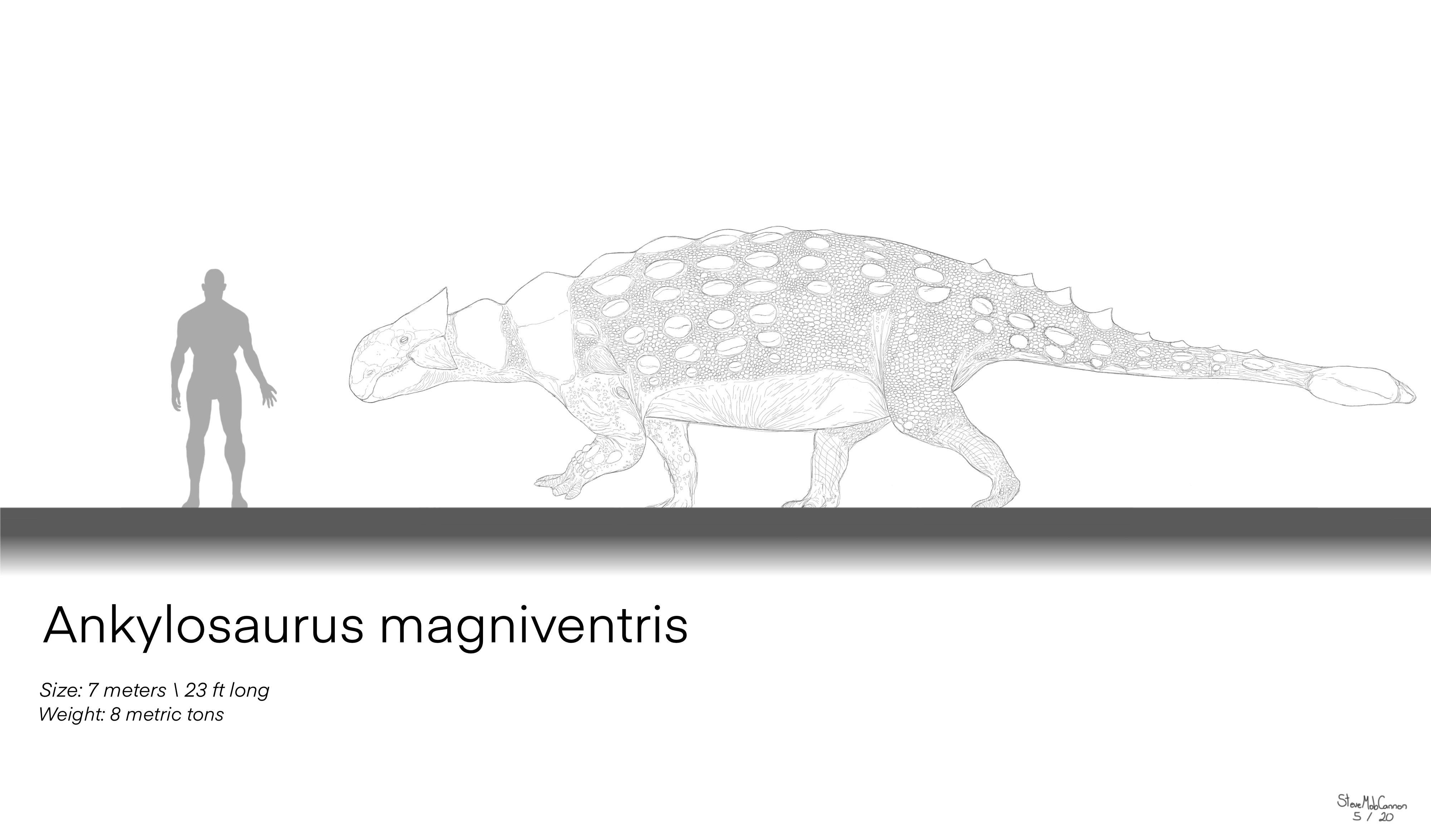 My finished rendition of Ankylosaurus and it‘s ungodly amount of hand-drawn scales. I hope you ...