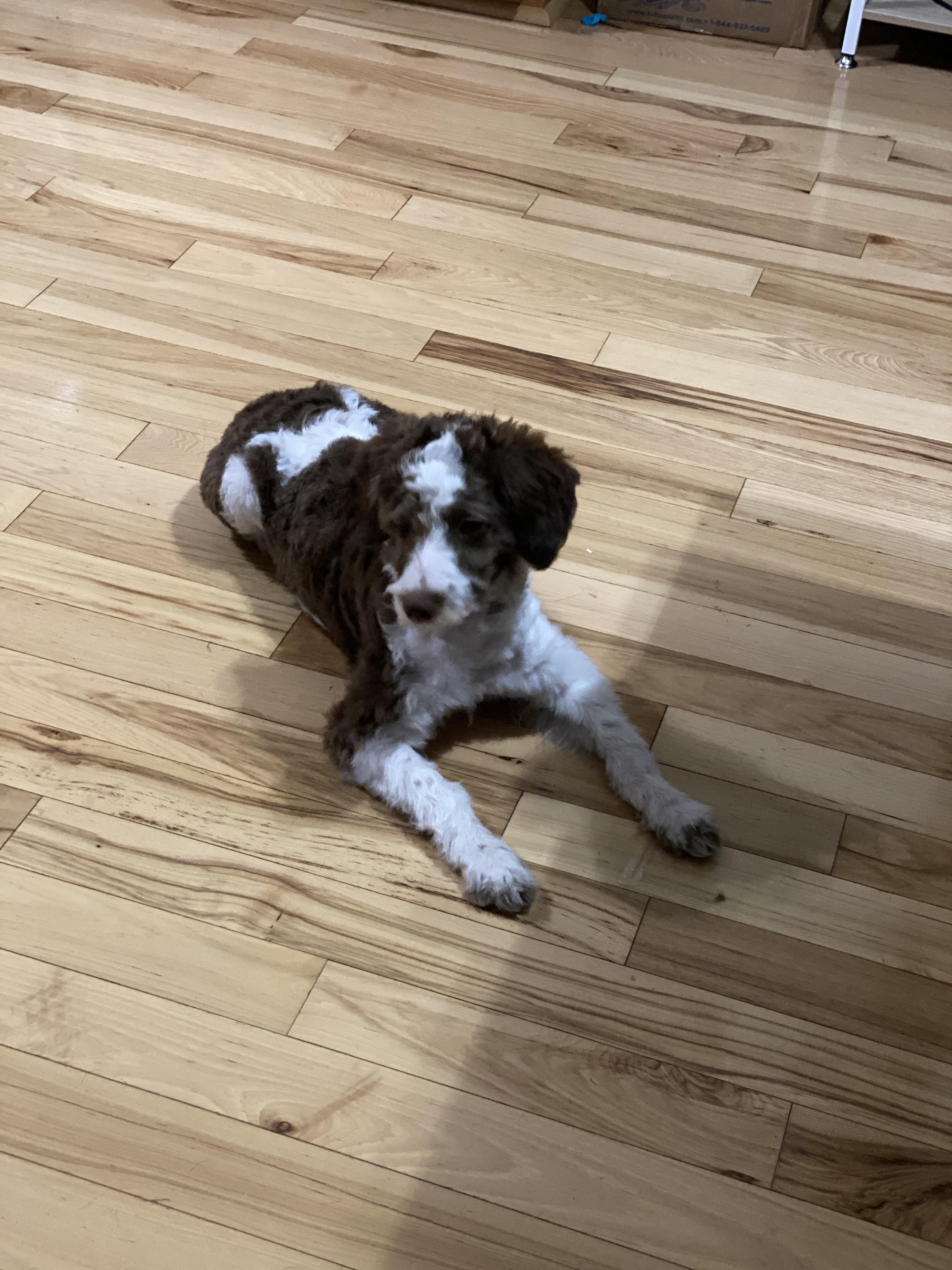 My first AussieDoodle Charlie | Scrolller