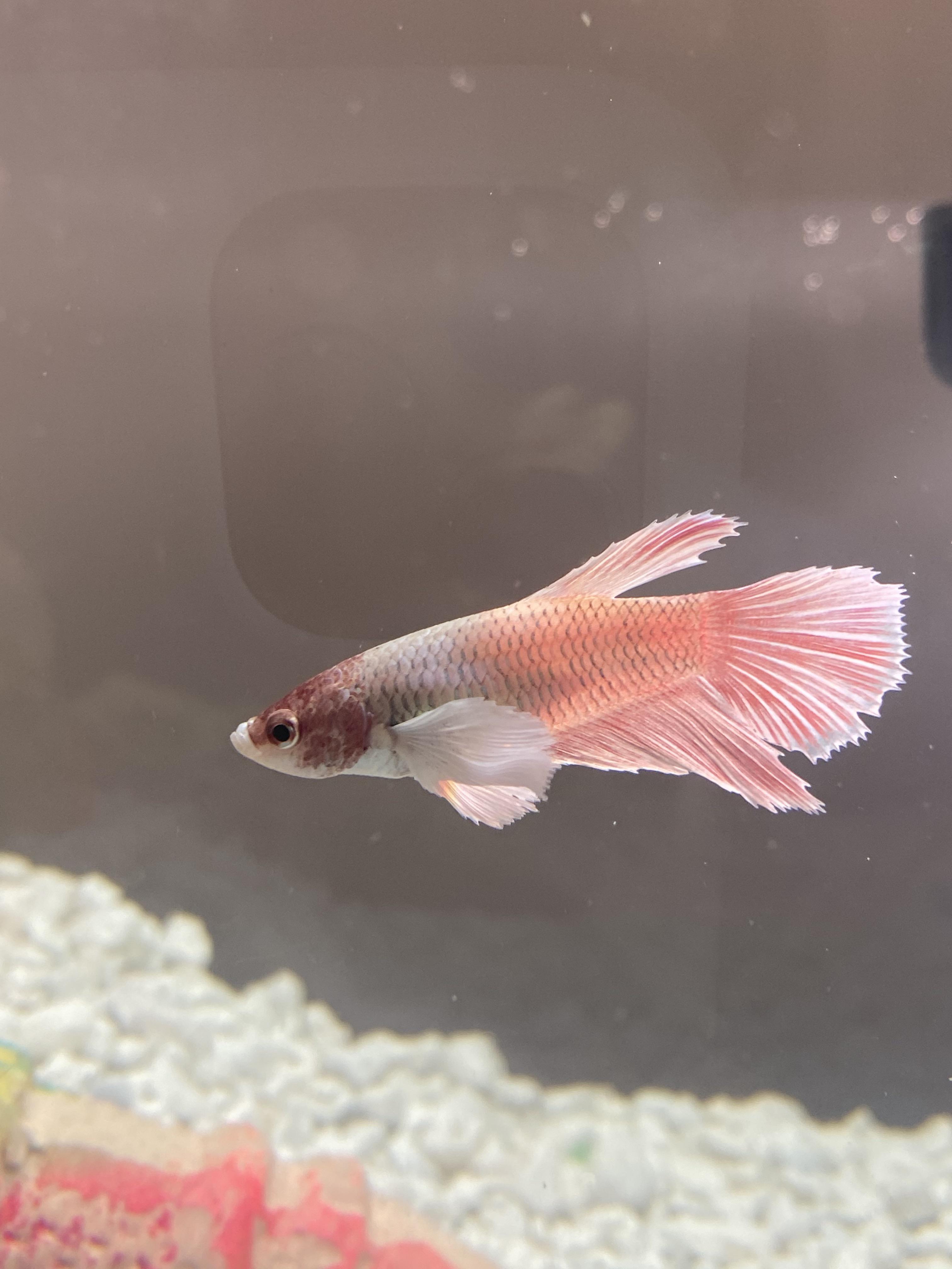 My first betta! Her name is Princess Yue, the moon spirit ☺️ | Scrolller