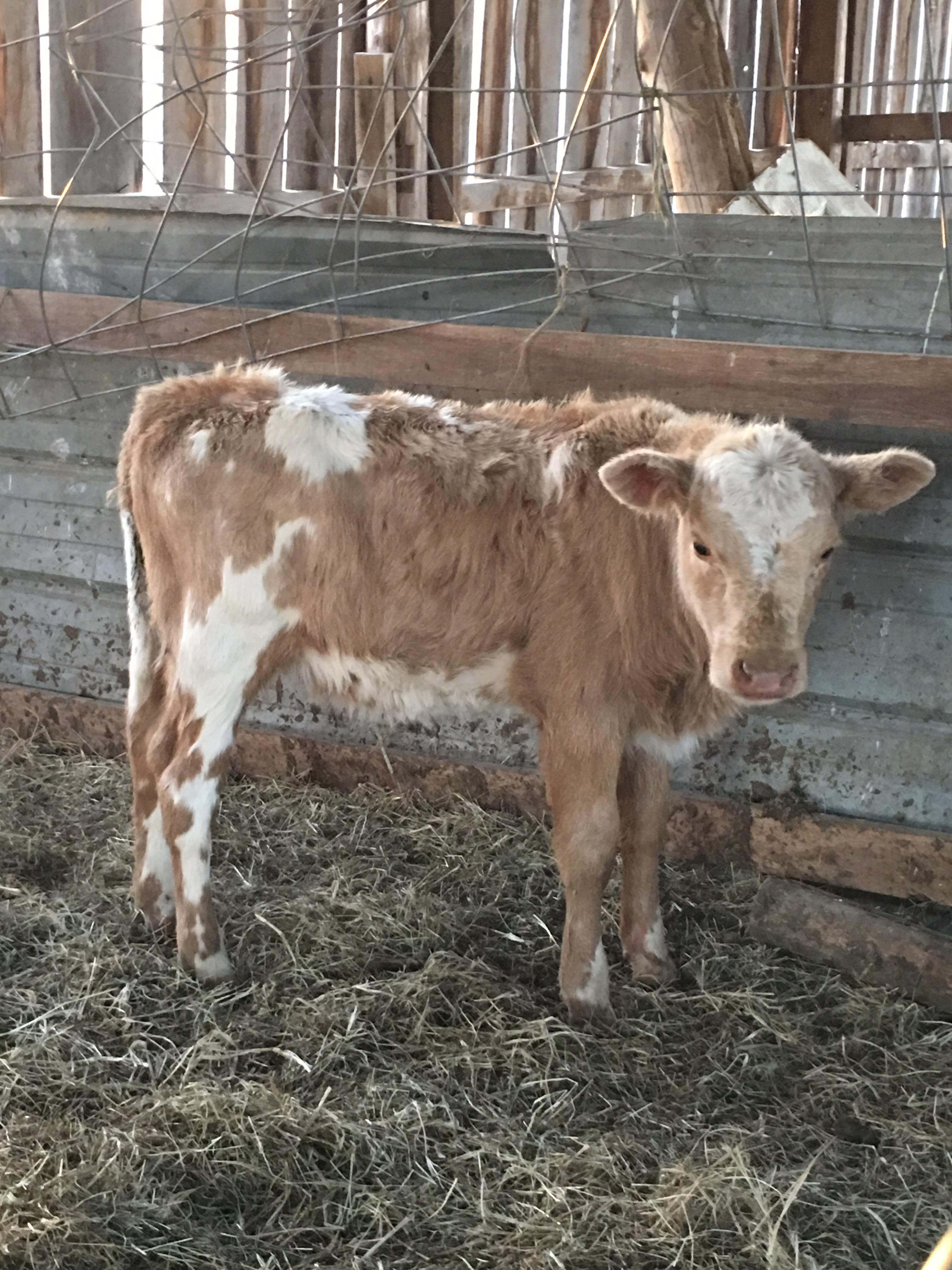 My first calf! Married into a family of farmers and my wife recently gifted this little girl to ...