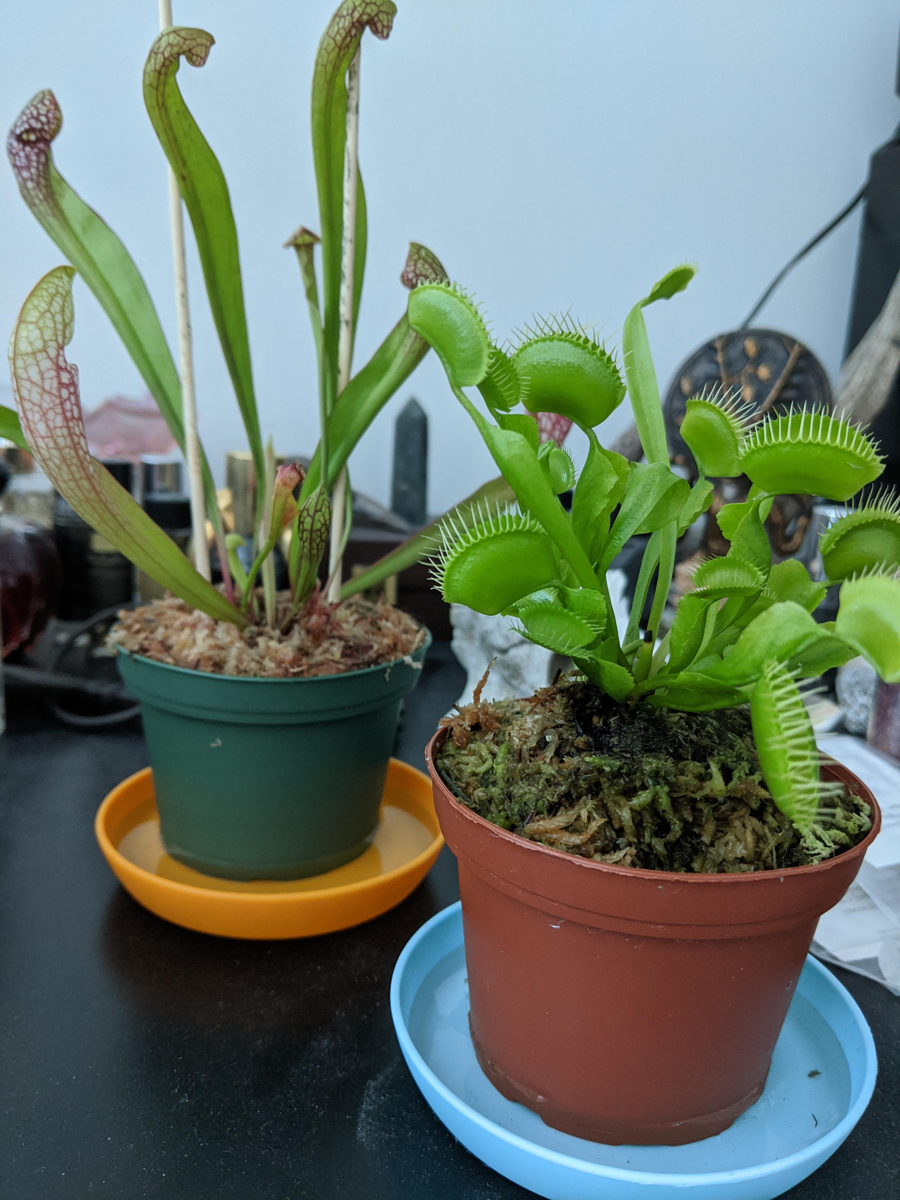 My first carnivorous plants; Venus flytrap and a Scarlet Belle pitcher ...