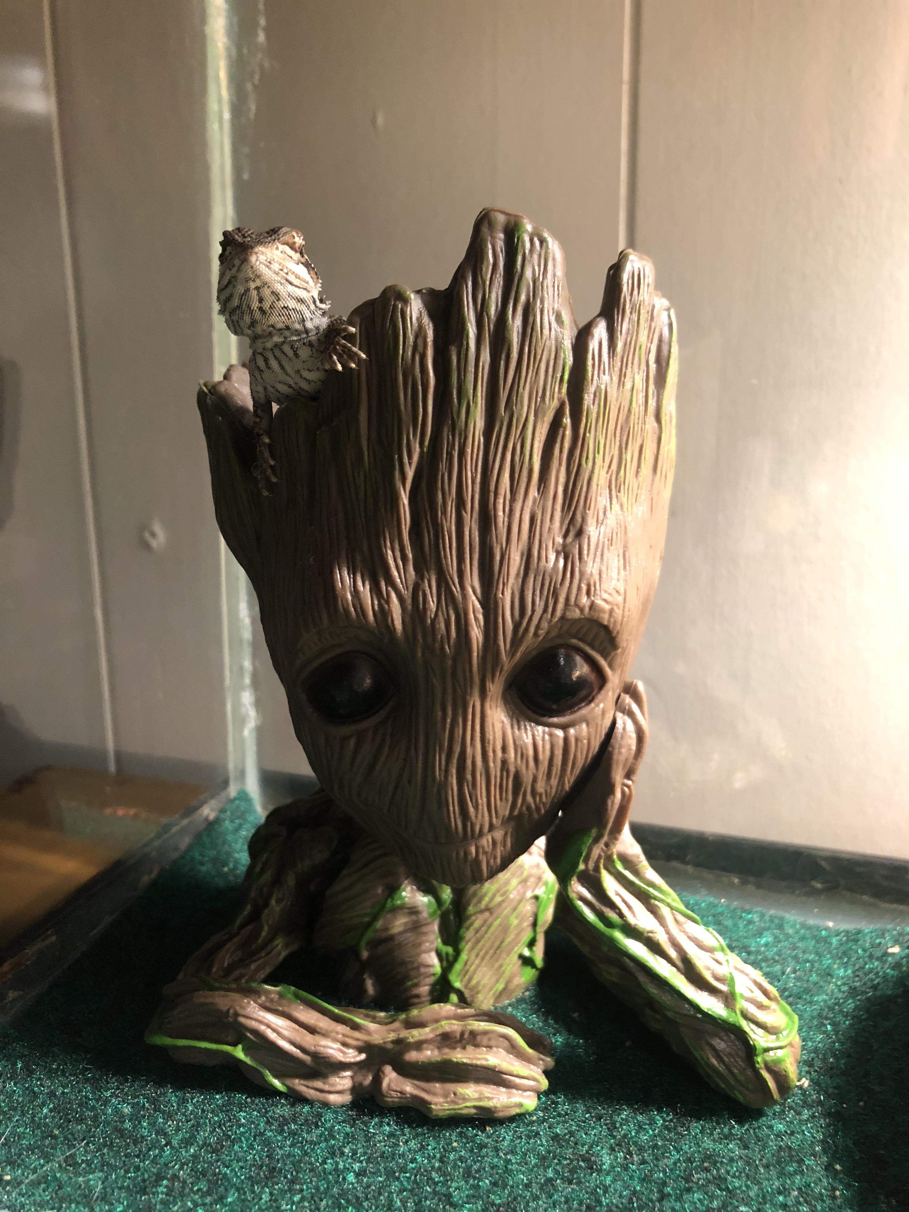 My first dragon, I named him Groot. Here he is with Groot. | Scrolller