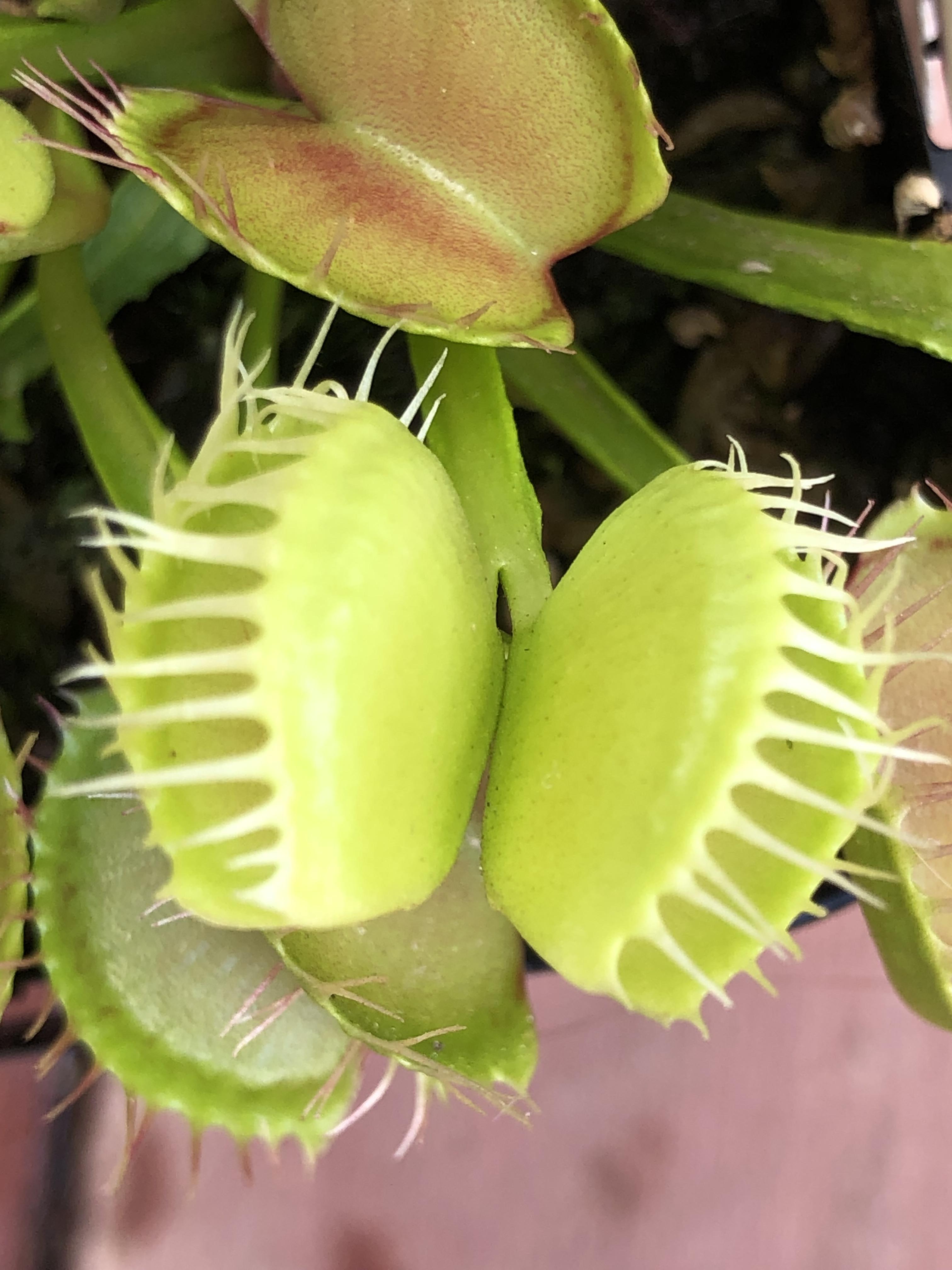 😱 My first ever mutation, a twin headed monster! Flies thought they had it rough before ...