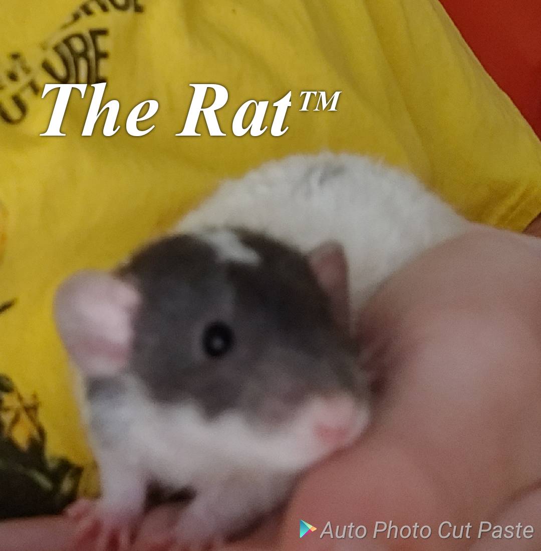 My first ever pet rat, Reginald. A.K.A. The Rat. | Scrolller