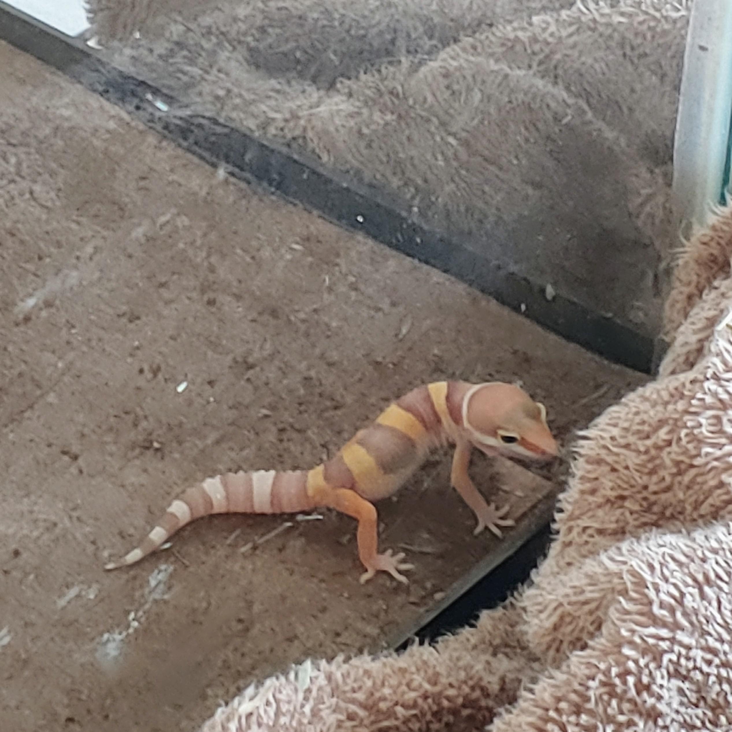 My first leopard gecko, Bobby. | Scrolller