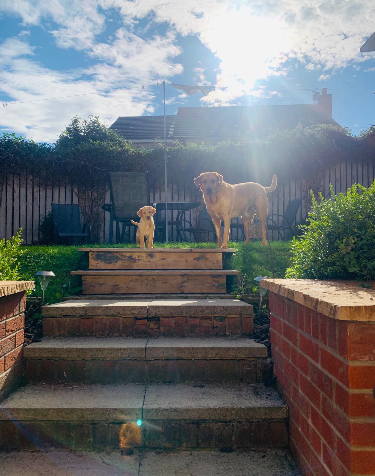 My first post EVER! Meet Bailey and Belle 😊 | Scrolller