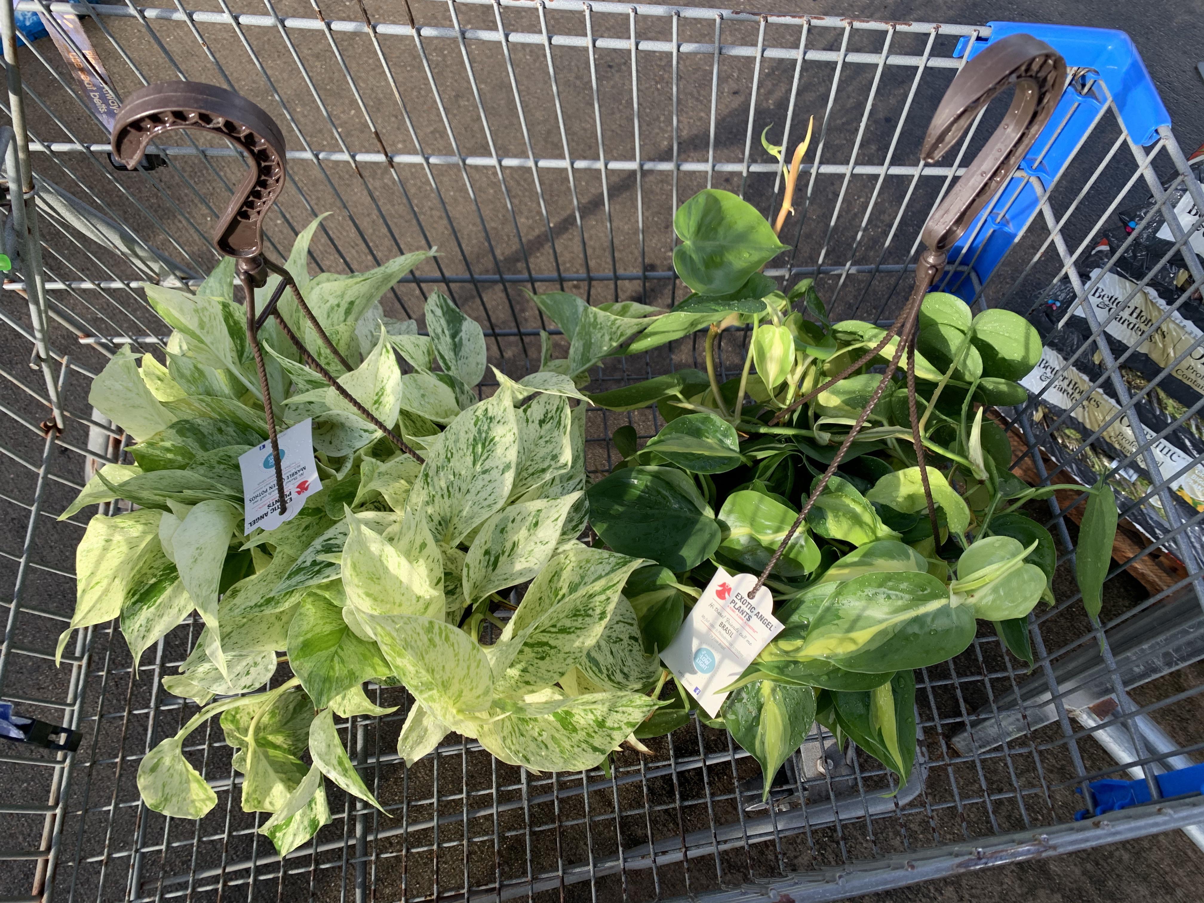 My first pothos plants! 😍 | Scrolller