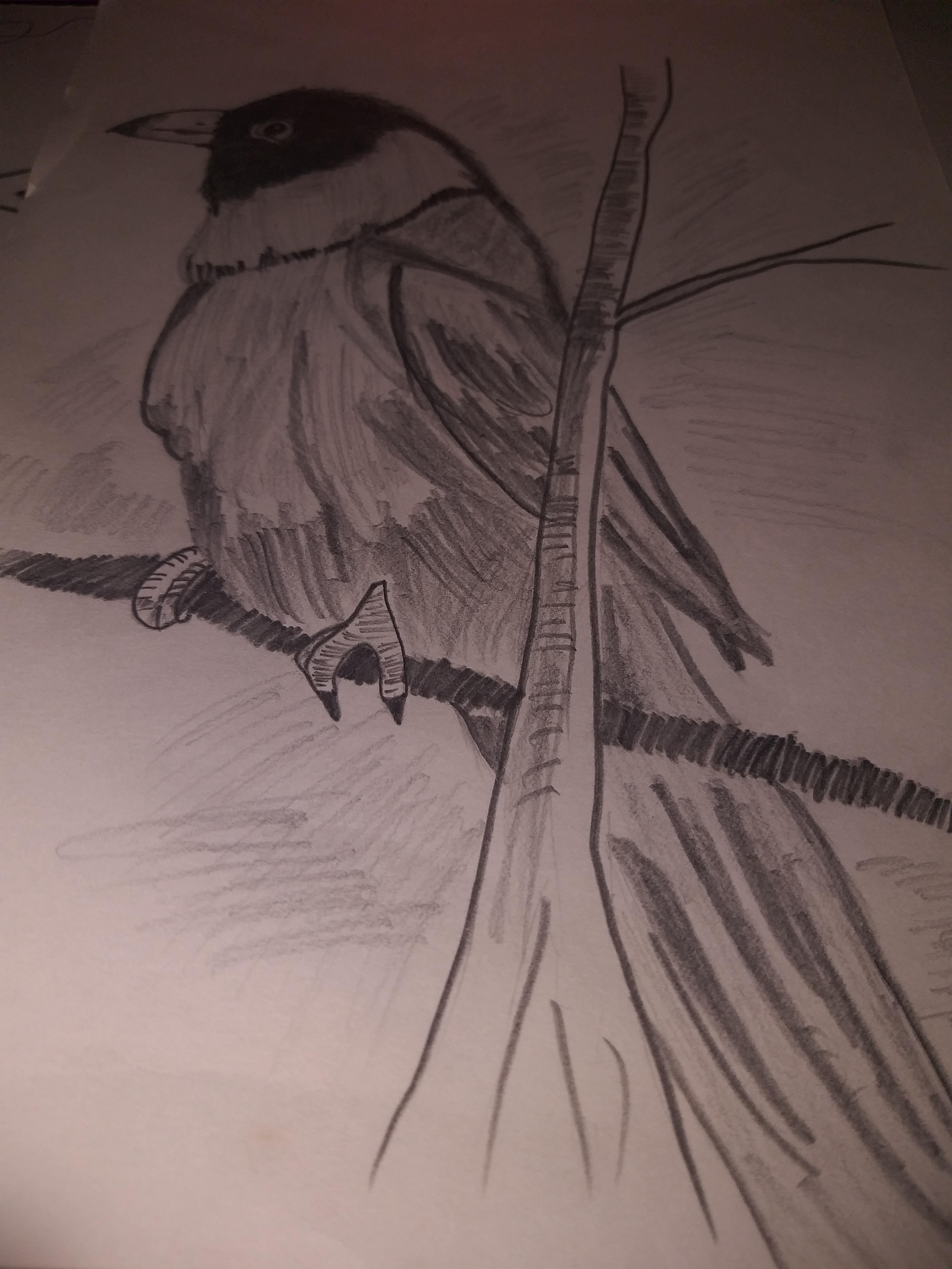 My first sketch | Scrolller