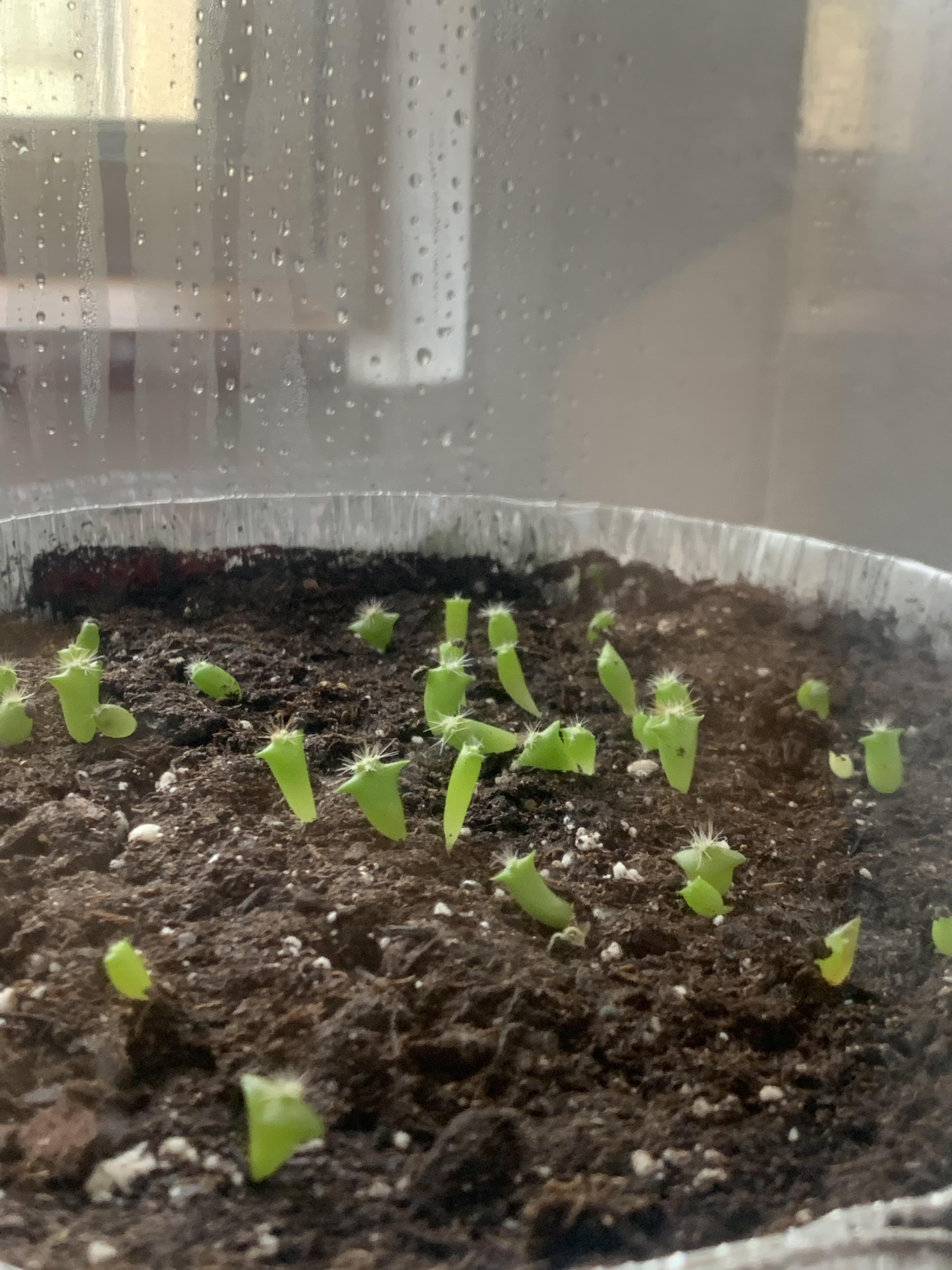My first time raising cacti seedlings (: | Scrolller