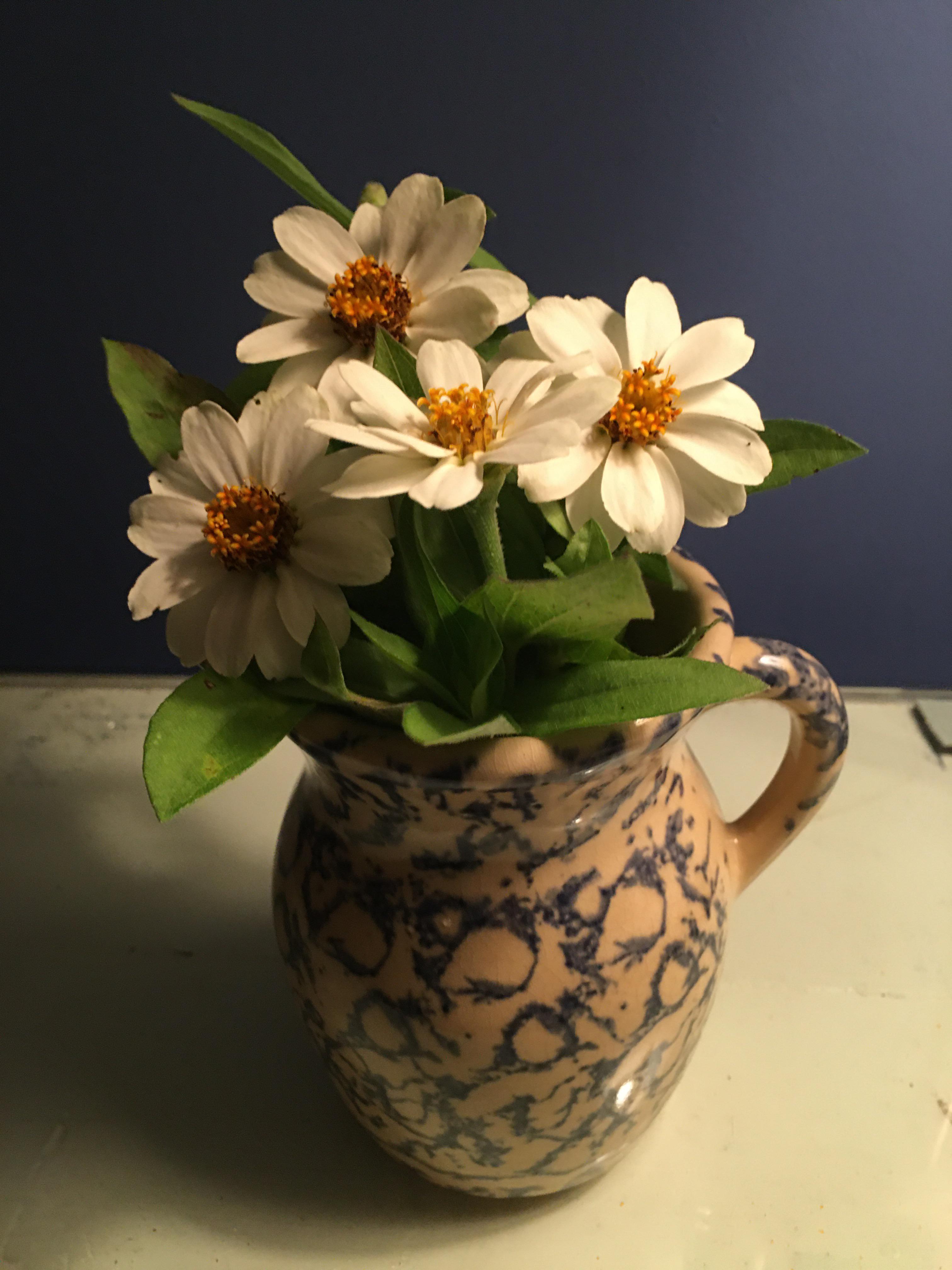 My first zinnias from seed! Still blooming! | Scrolller