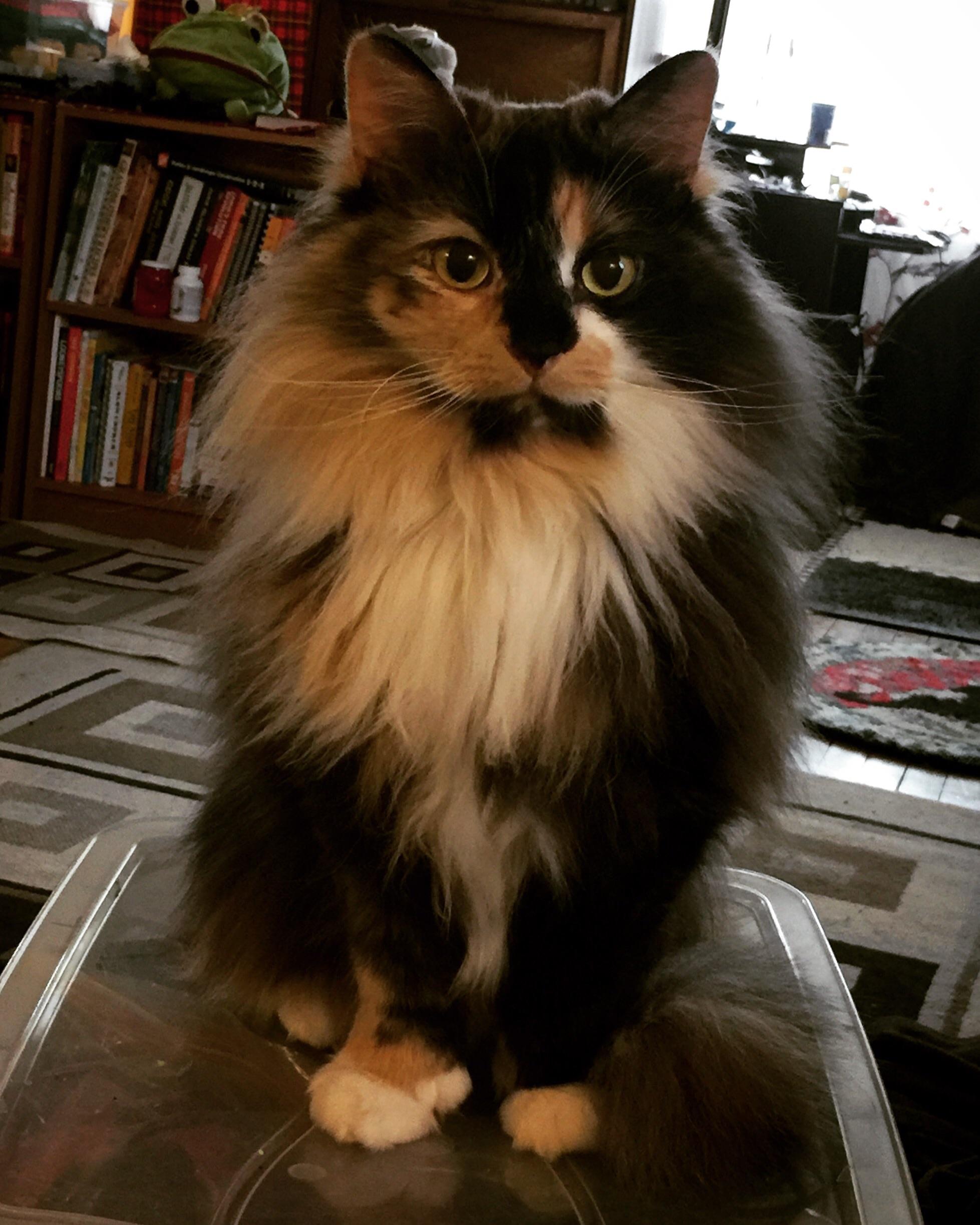 My floofy princess, T-rah | Scrolller