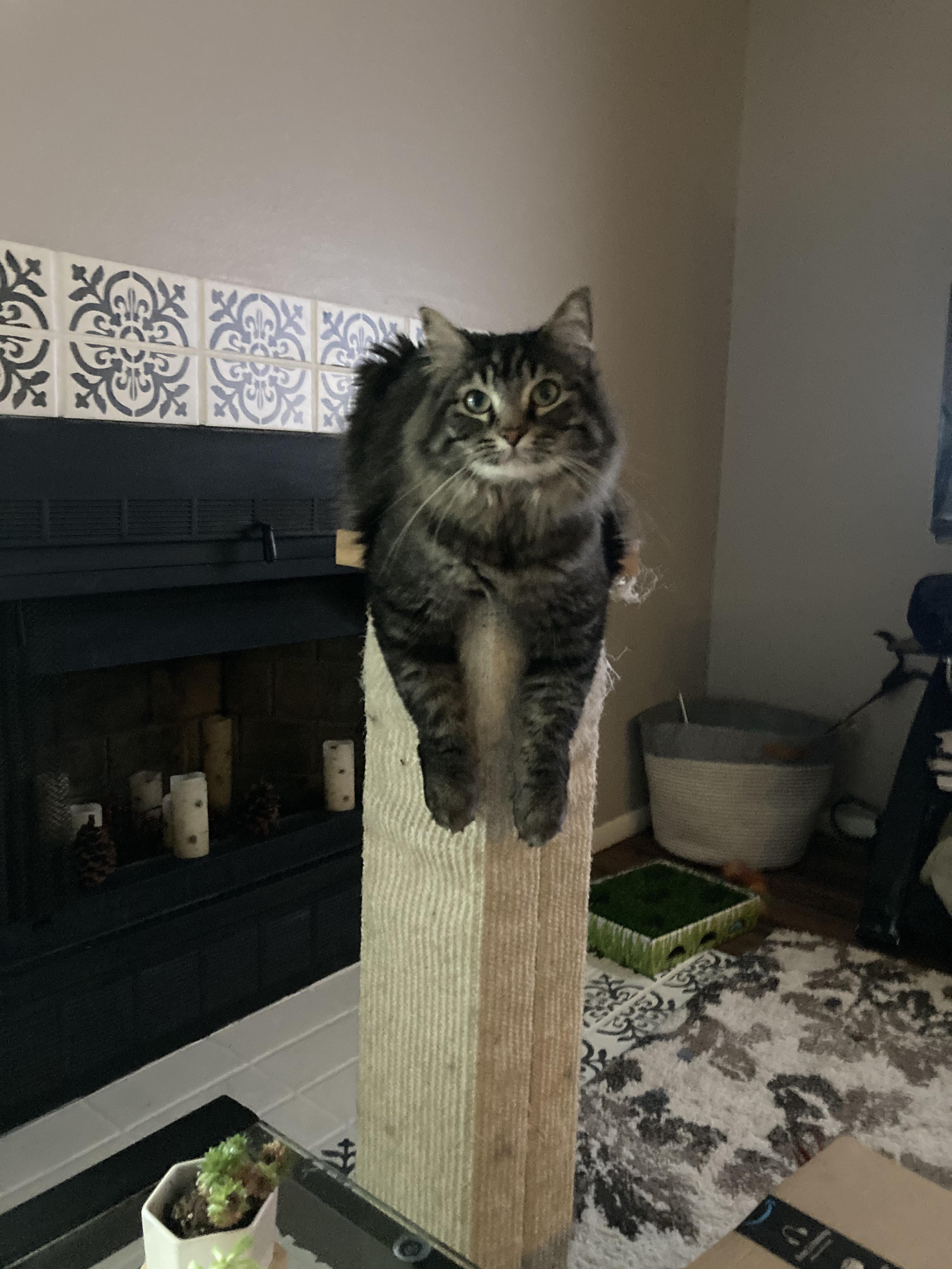 My fluff with her dangly legs. | Scrolller