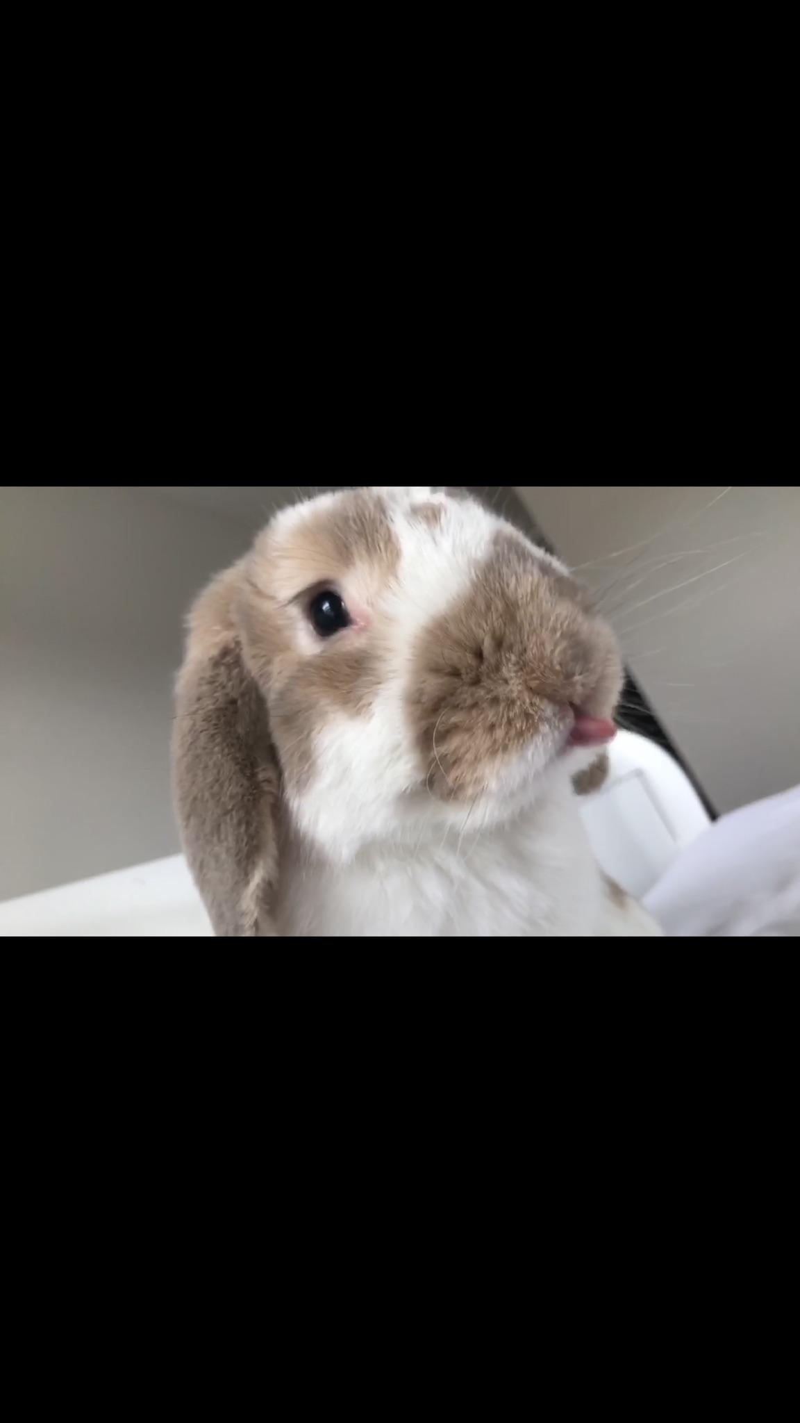 My freind's bunny blup | Scrolller