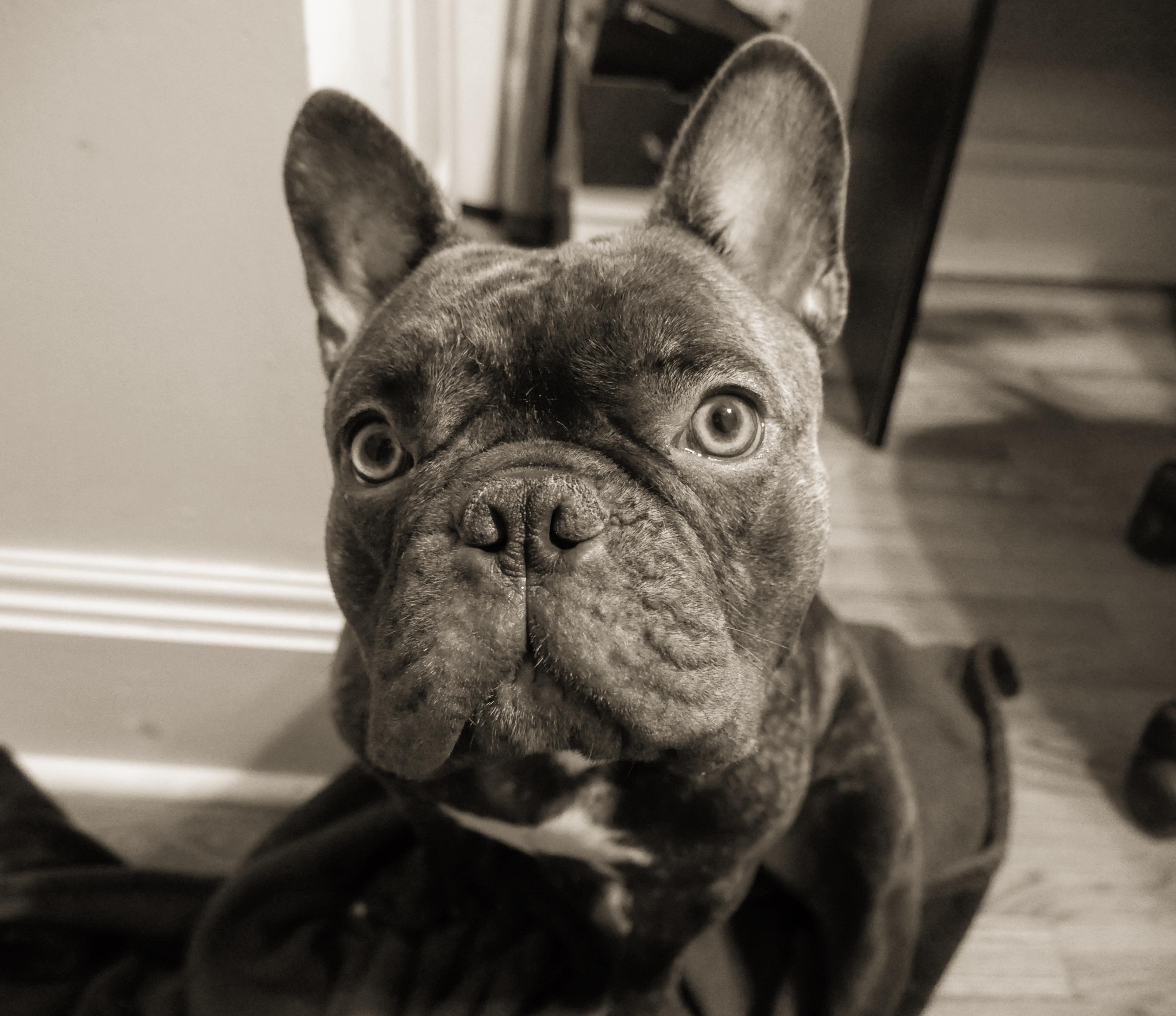 My French Bulldog Beau. | Scrolller