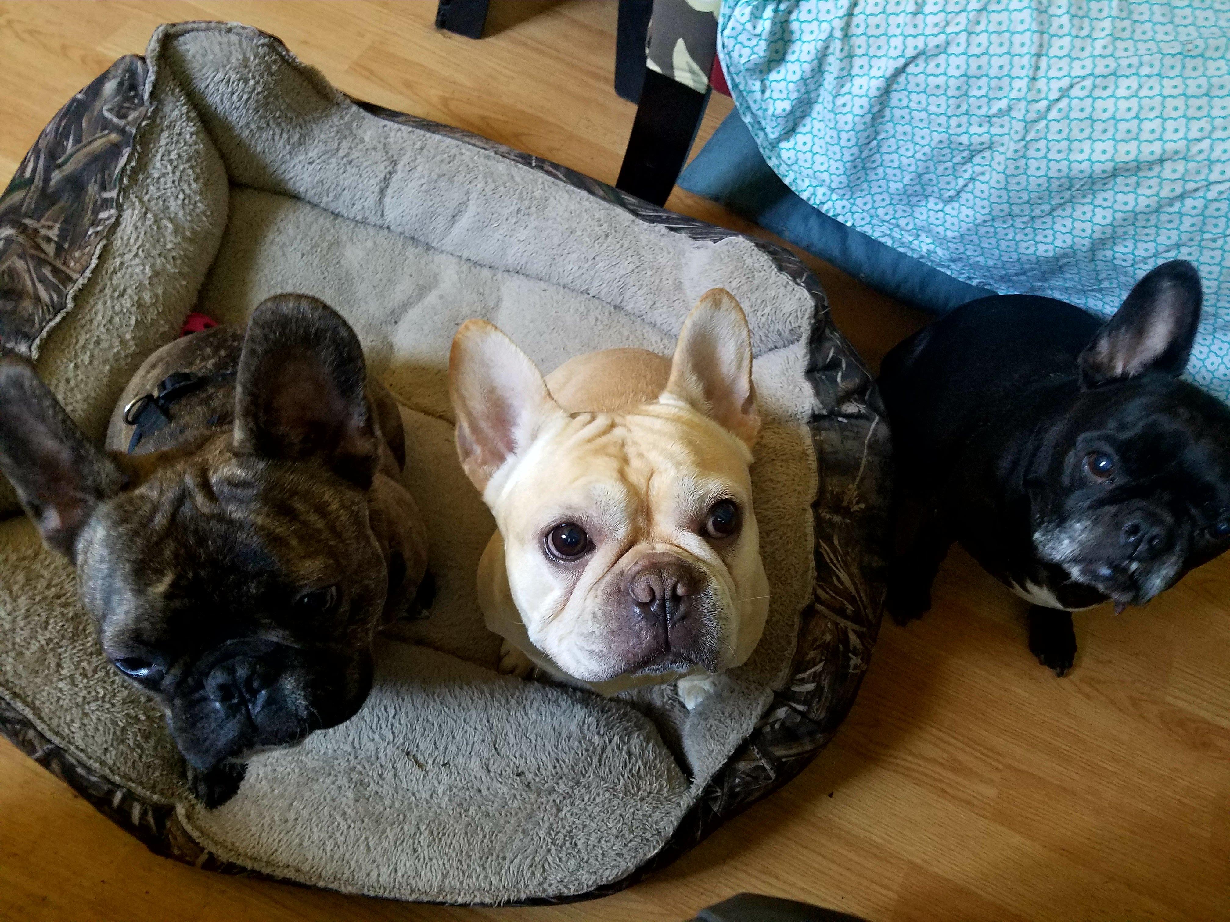 My frenchies | Scrolller