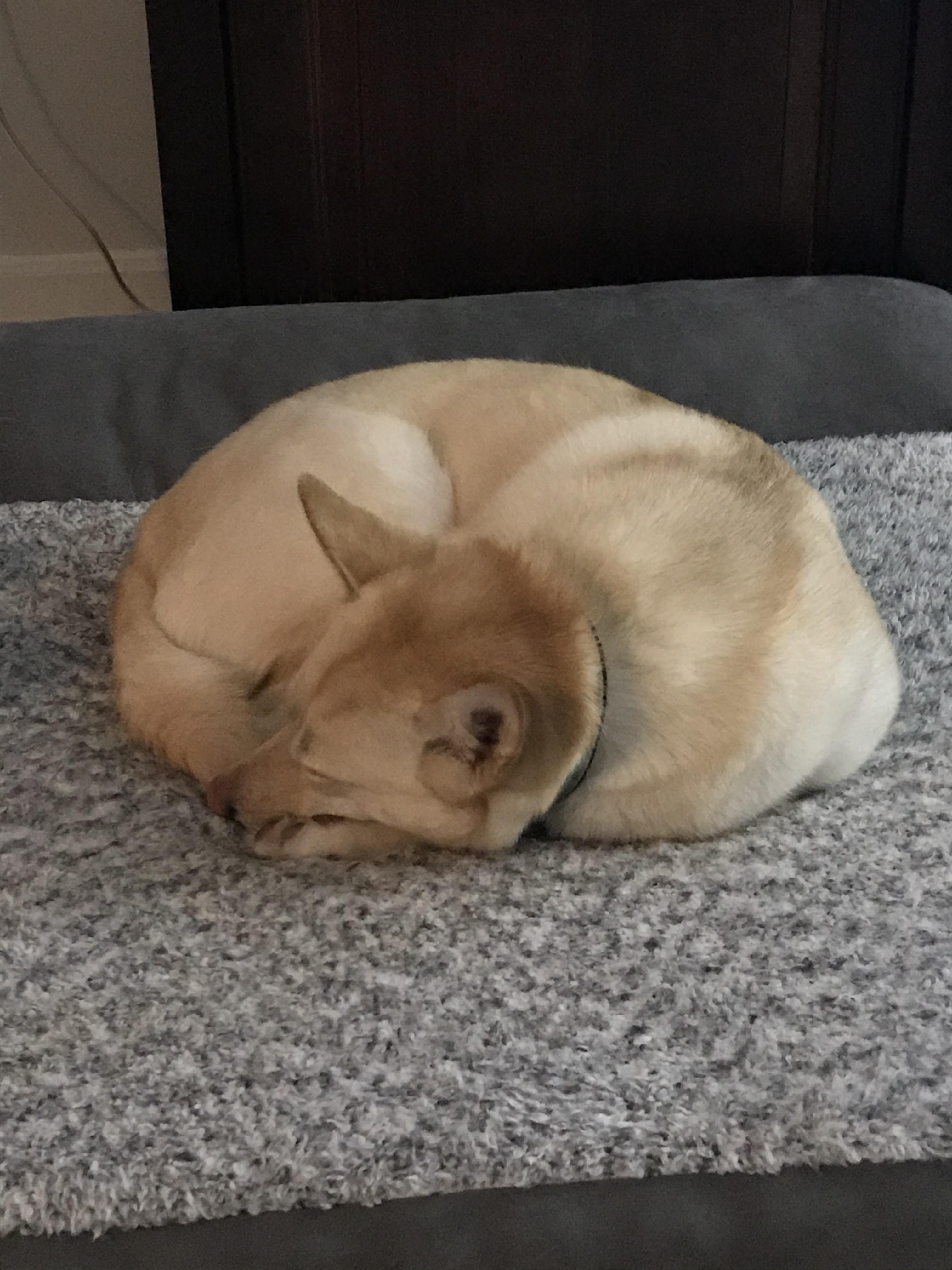 My freshly baked Jindoughnut | Scrolller