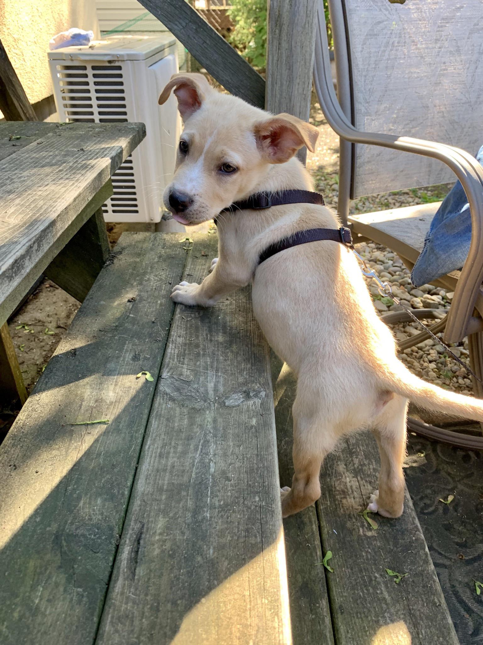 my friend’s new puppy ft blop | Scrolller