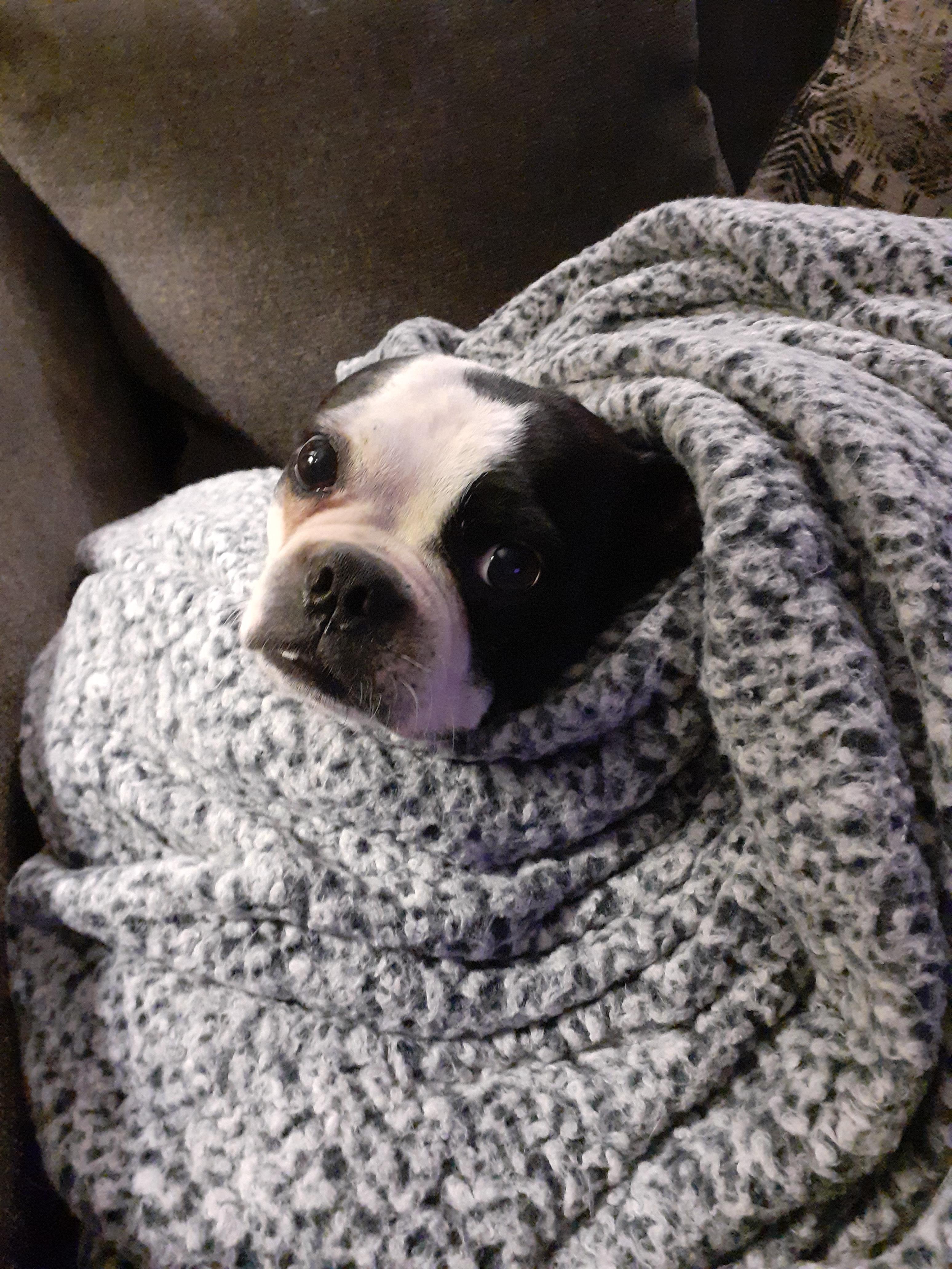 My friend sent me this picture of his little pup, Charlie wrapped in a blanket. I want to share ...