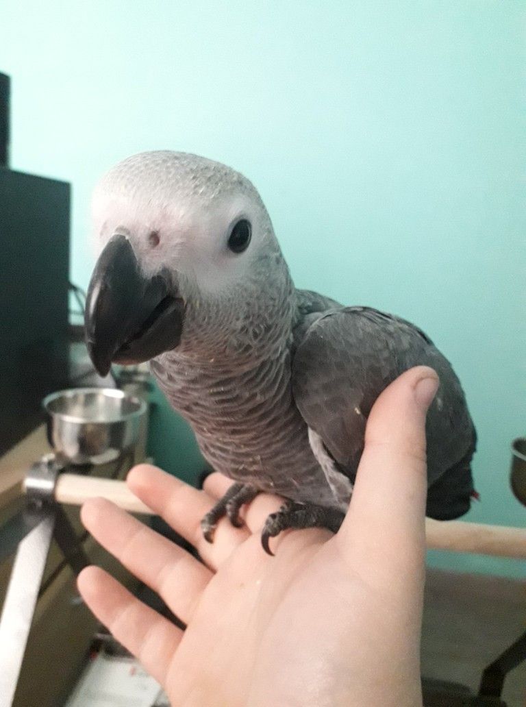 My friends birb | Scrolller