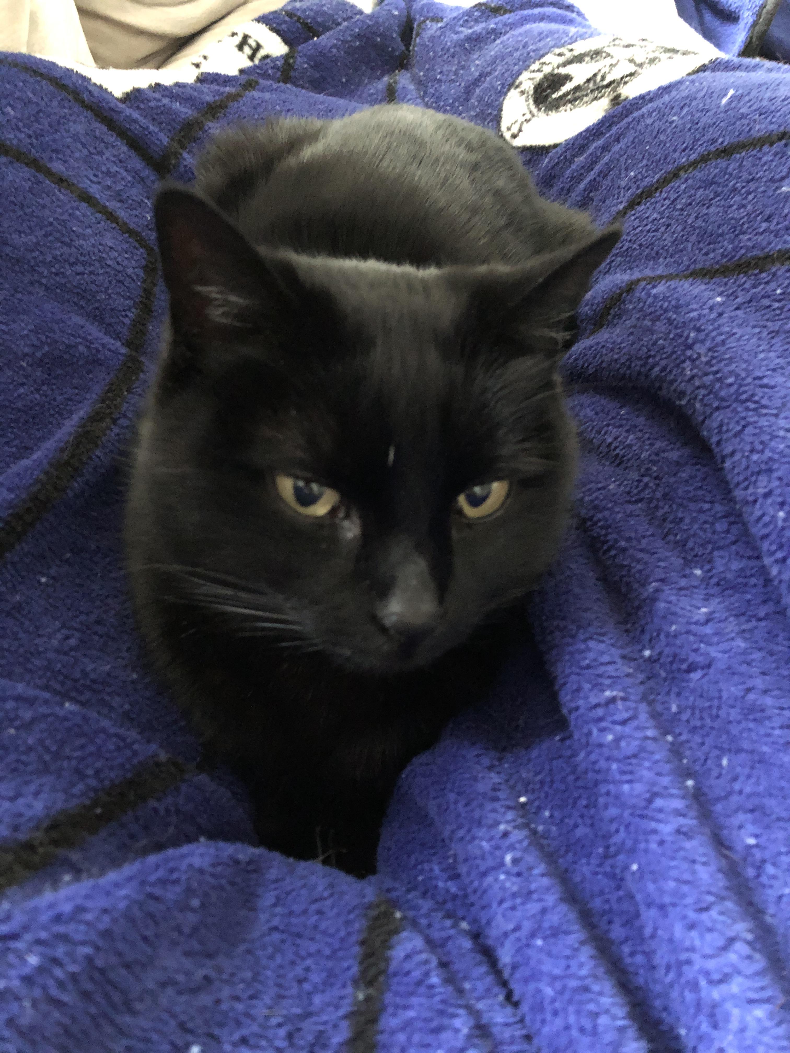 My friends cat | Scrolller