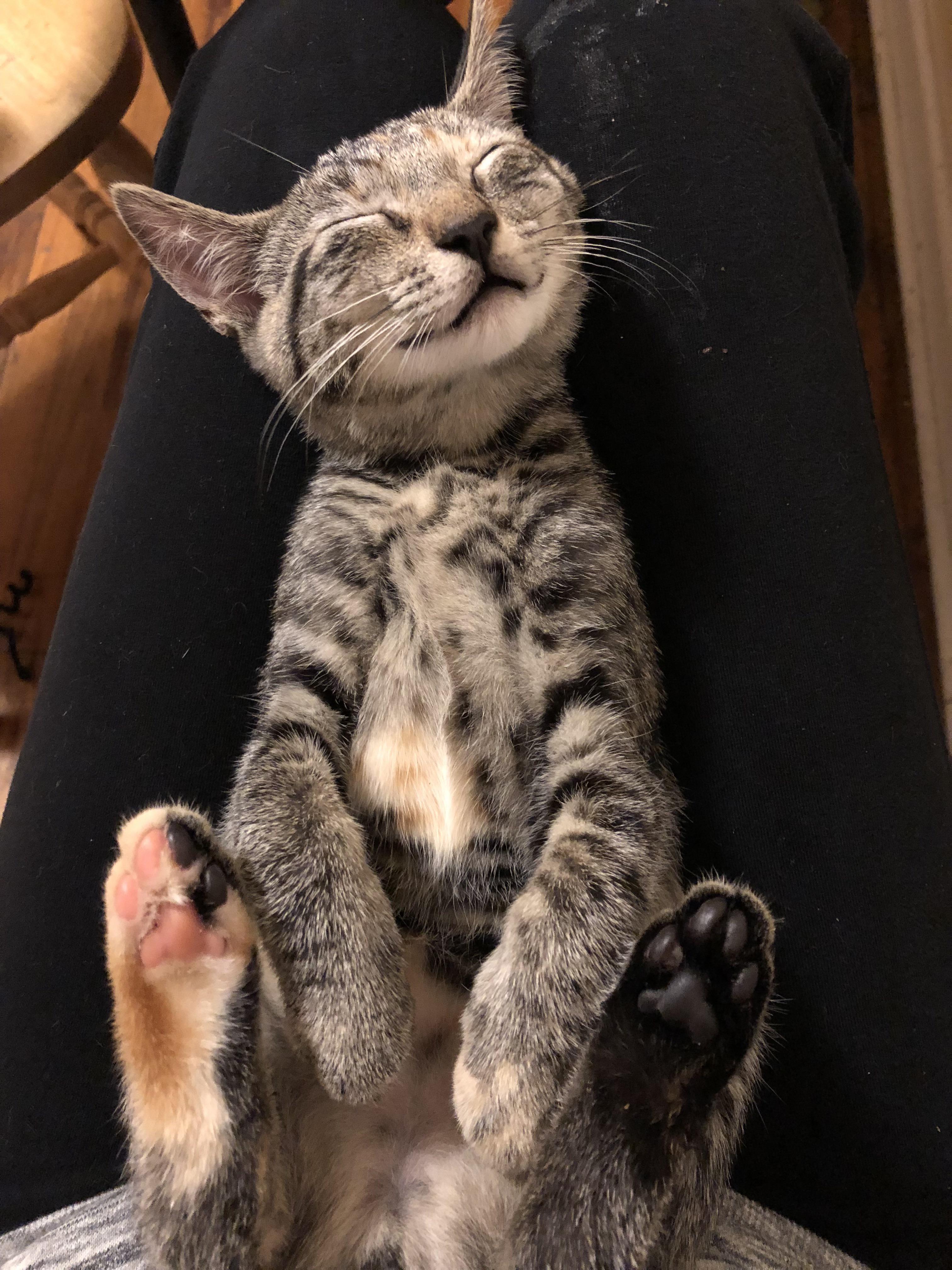 Secret calico smiles | Scrolller