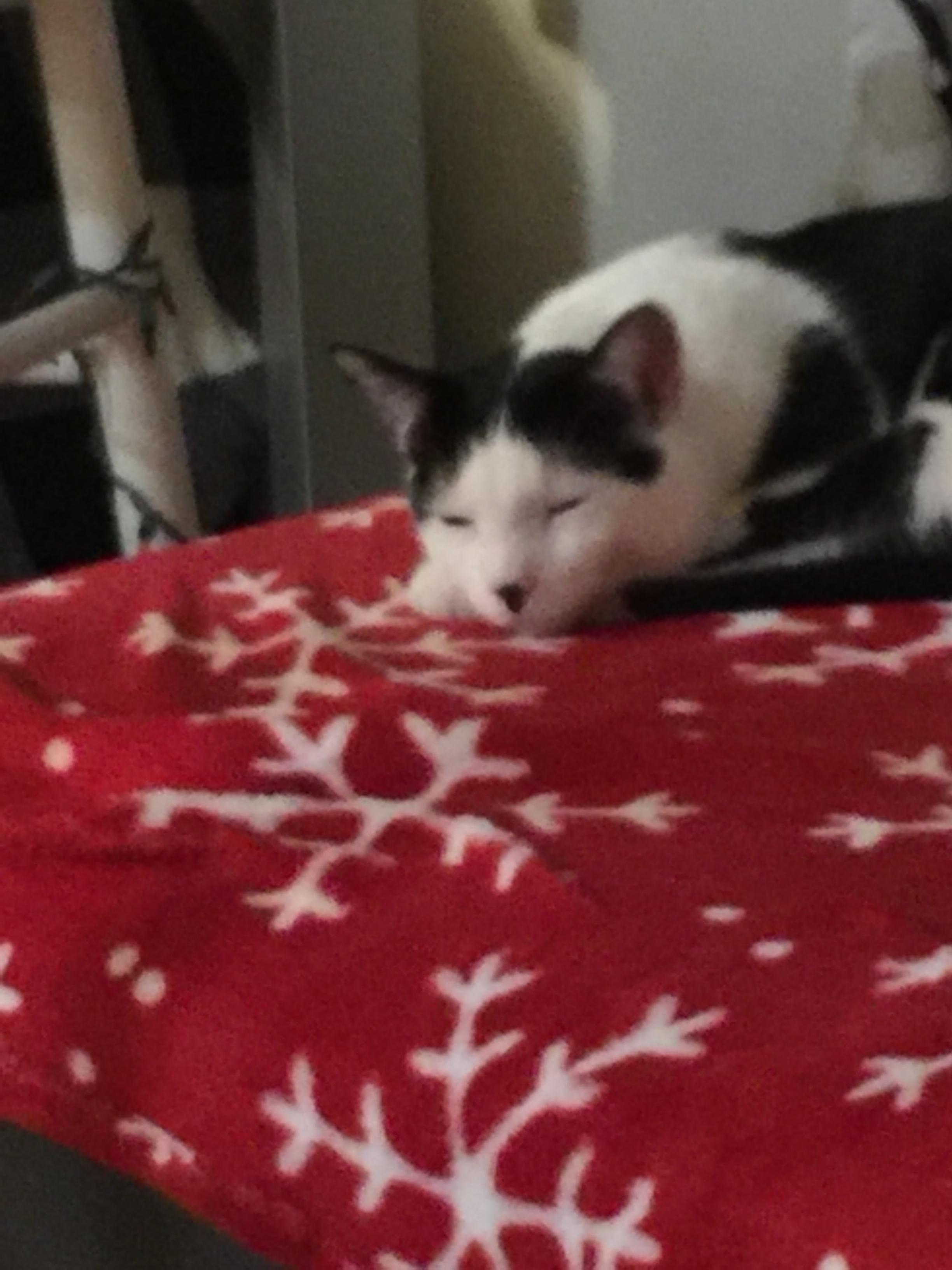 my friend's kitler | Scrolller