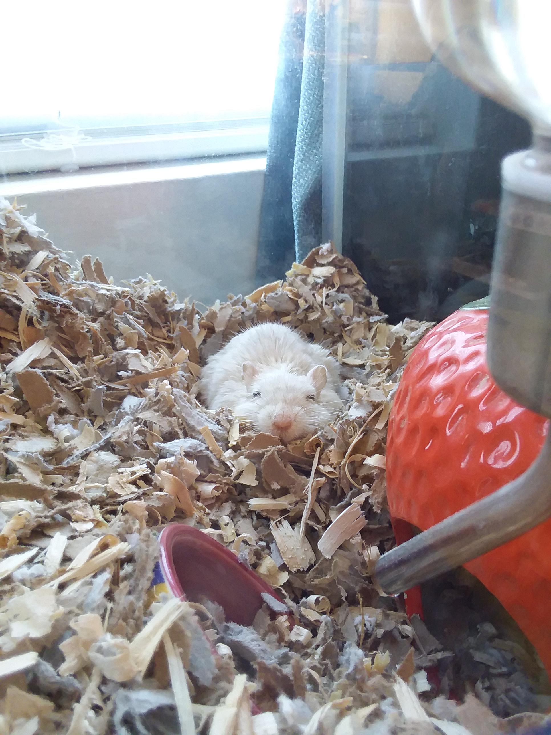 My gerbil Poppy | Scrolller