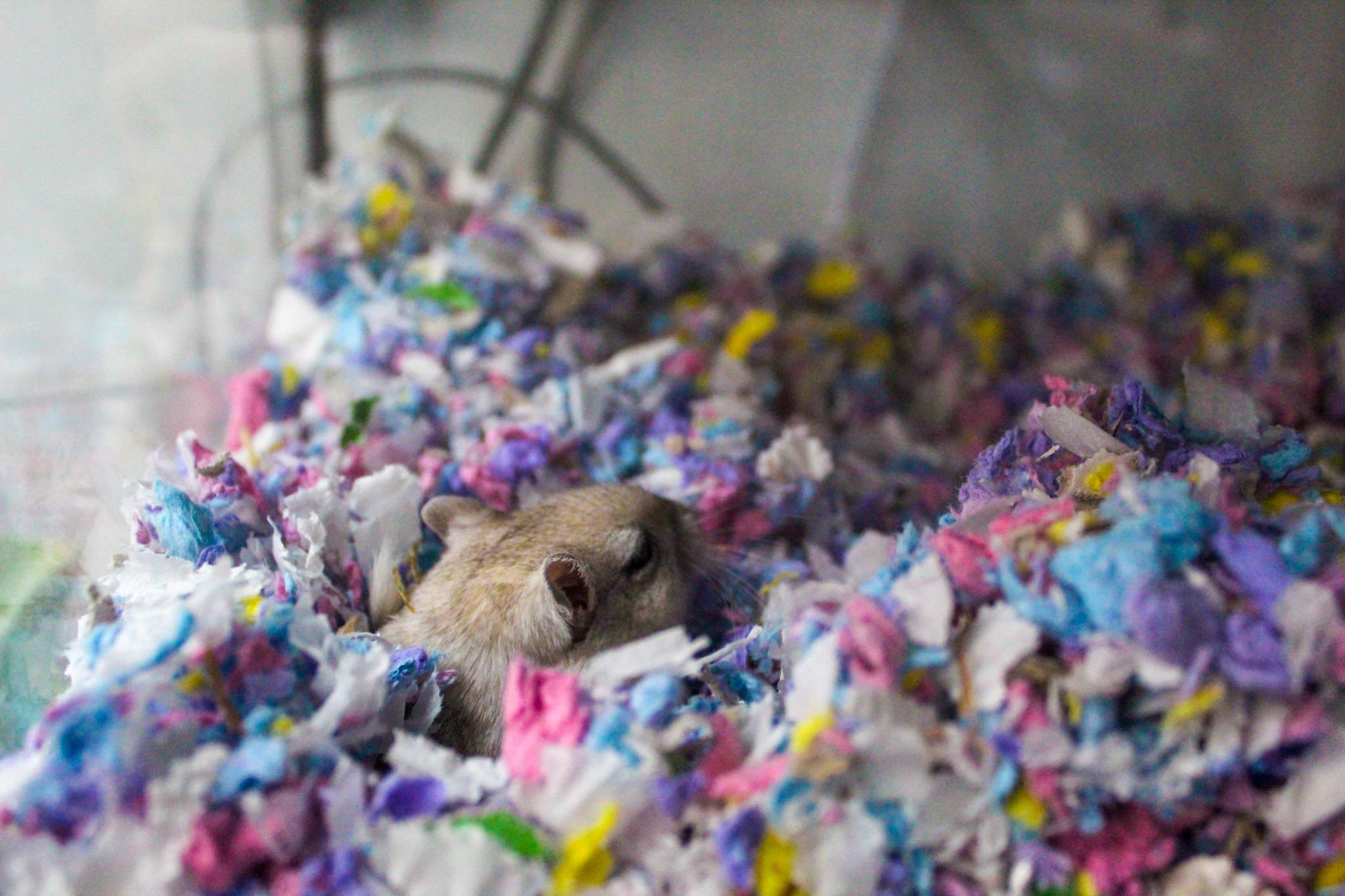 My gerbil, Spooky | Scrolller