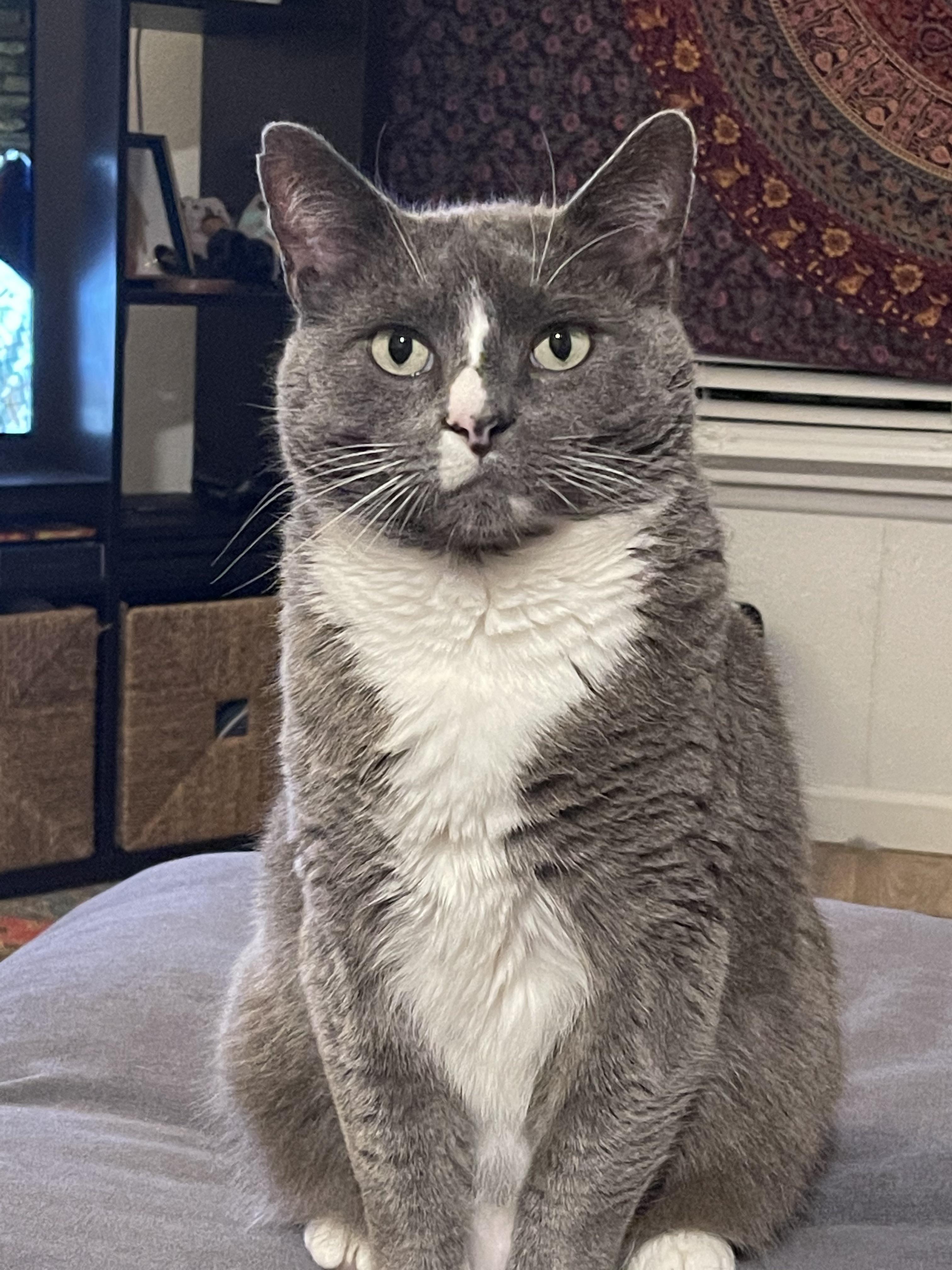 My gf cat Basil boy. | Scrolller