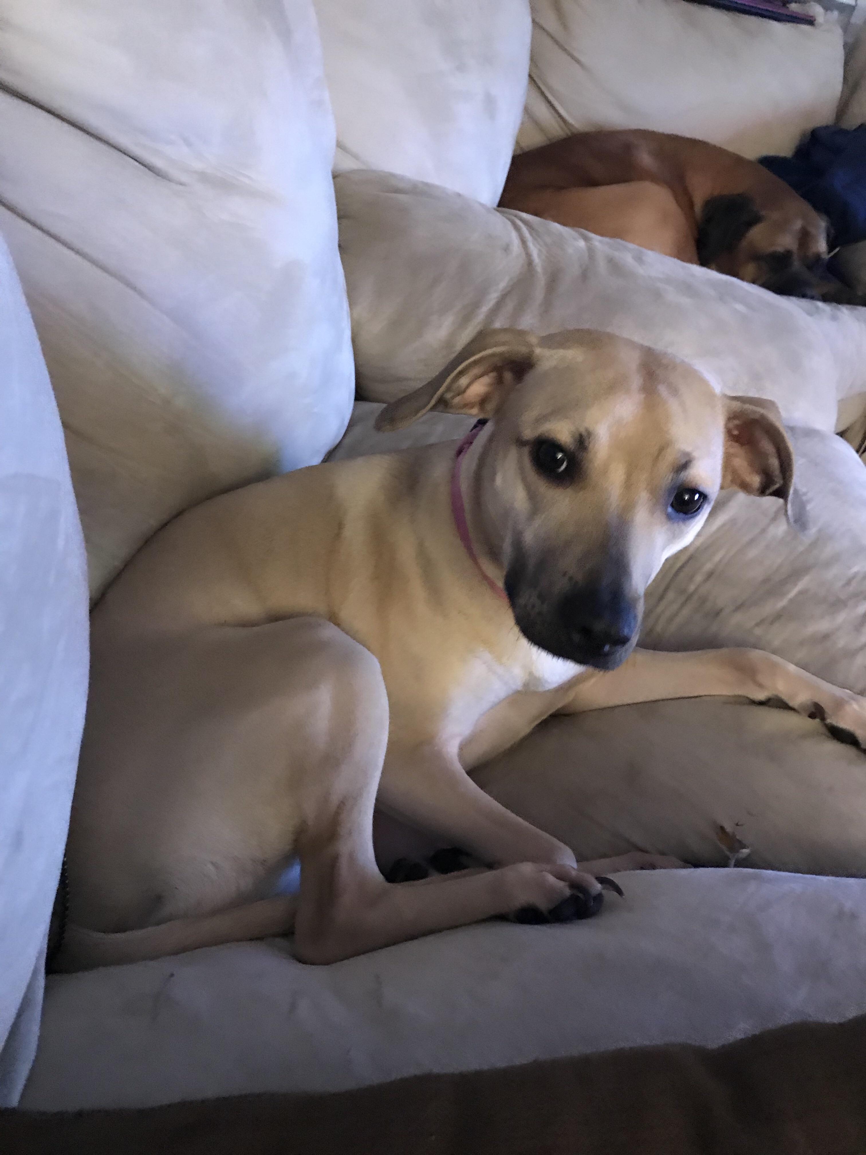 My girl Butters just turned 1. | Scrolller