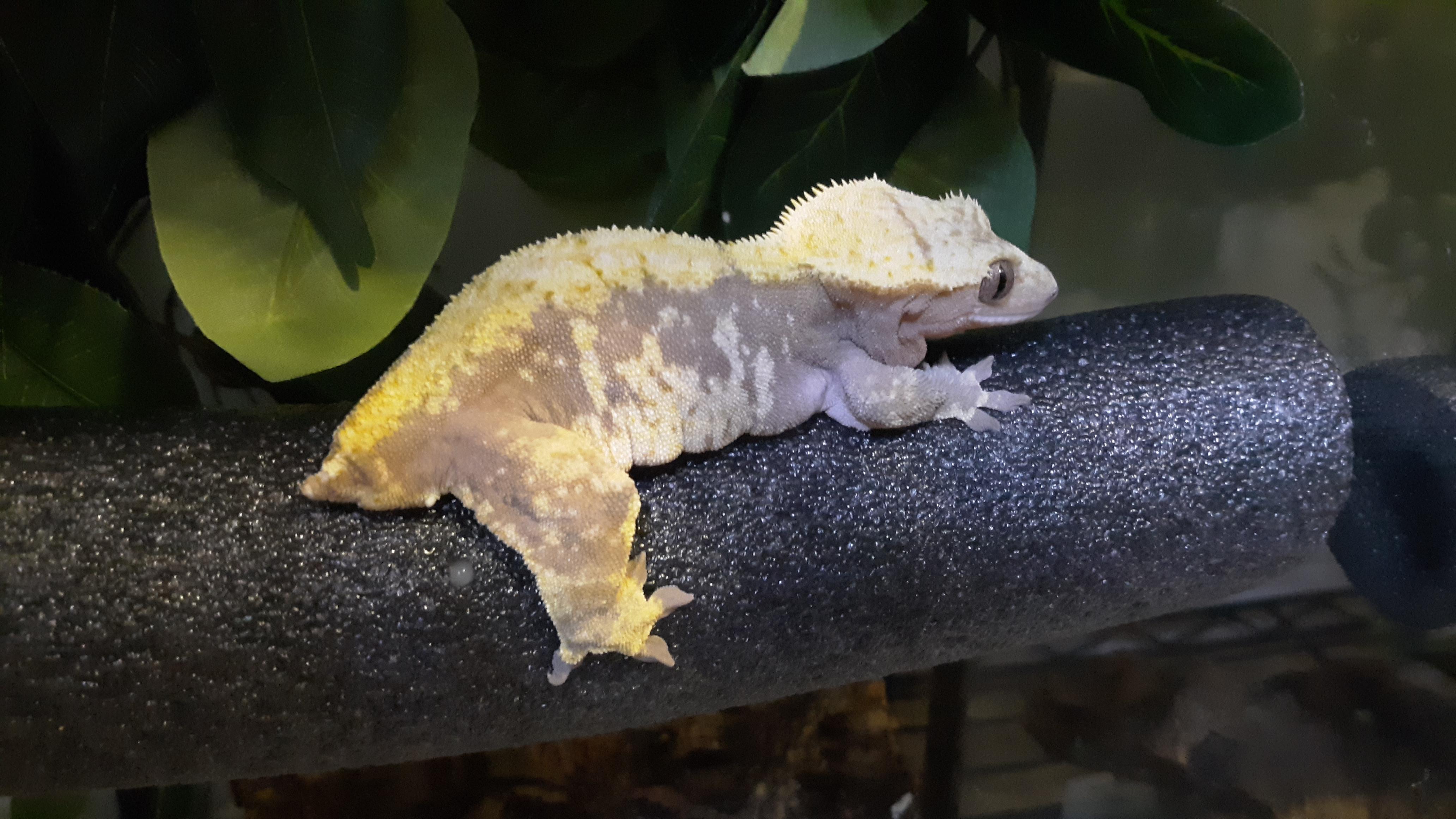 My girl is a chunk! | Scrolller