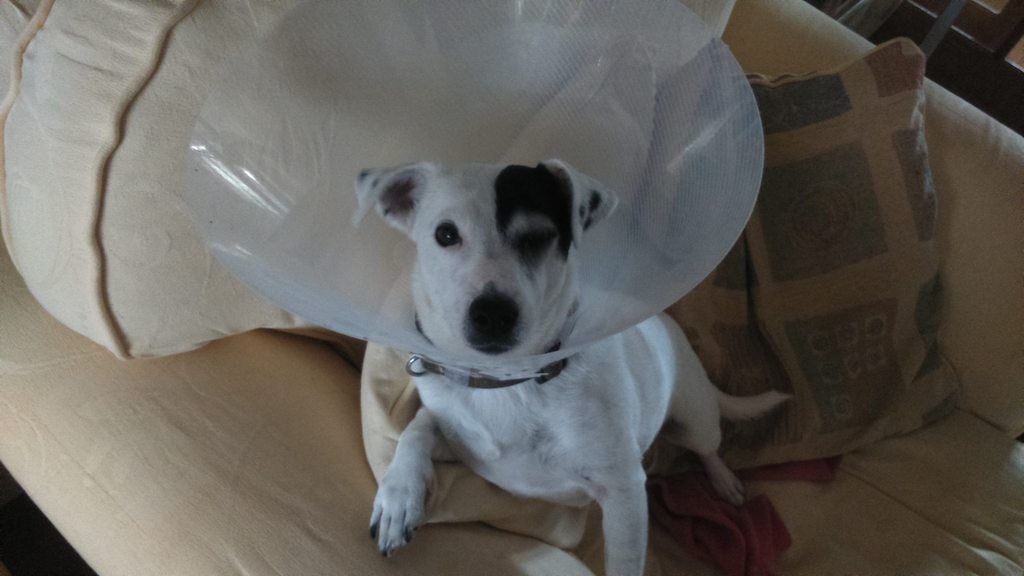 My girl Tango didn't know what to make of her cone for the longest time | Scrolller