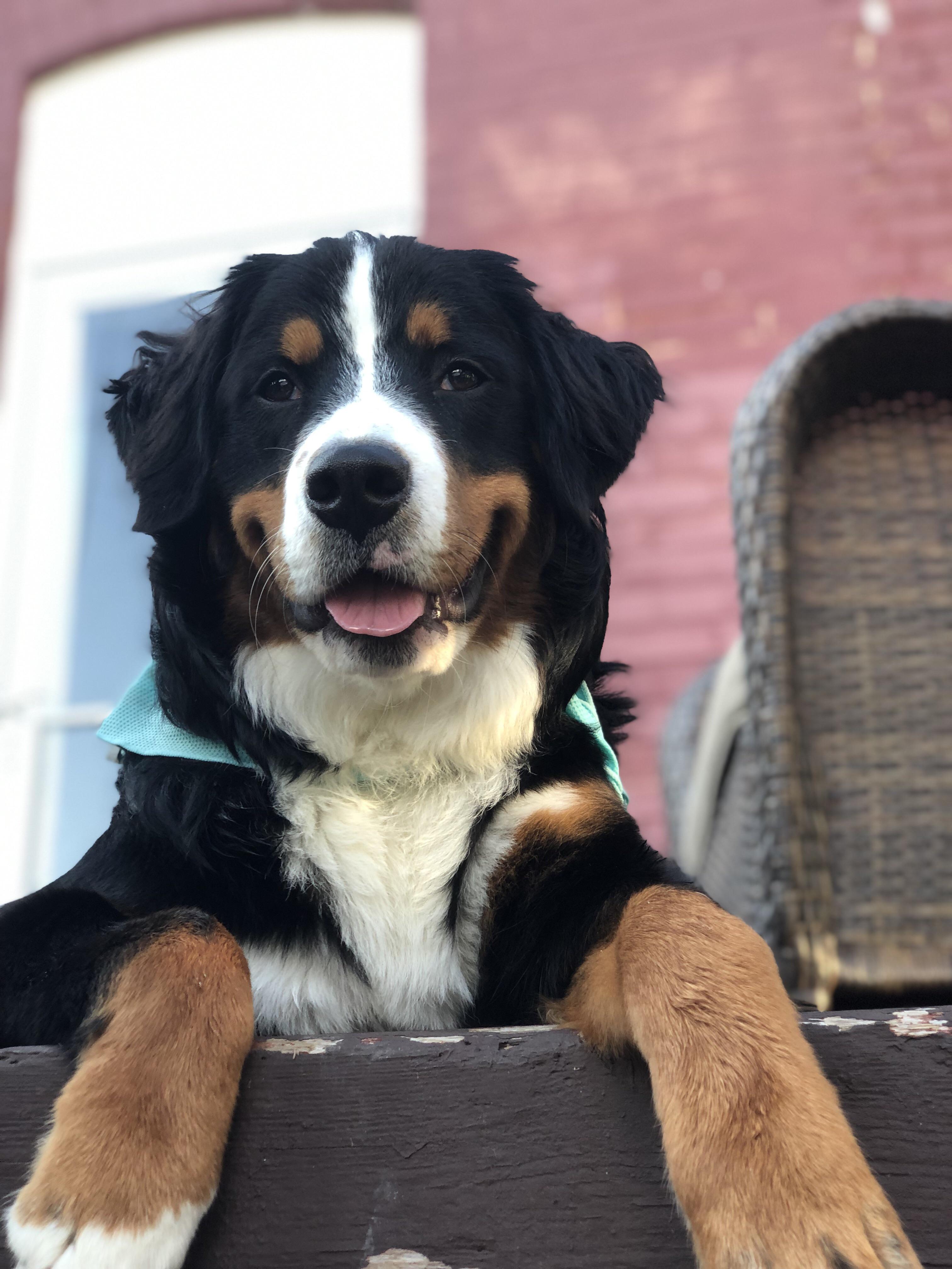 My girl Wanda chillin on the deck | Scrolller