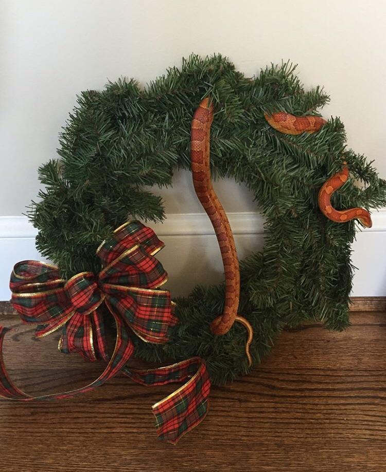 My girlfriend’s snek being festive | Scrolller