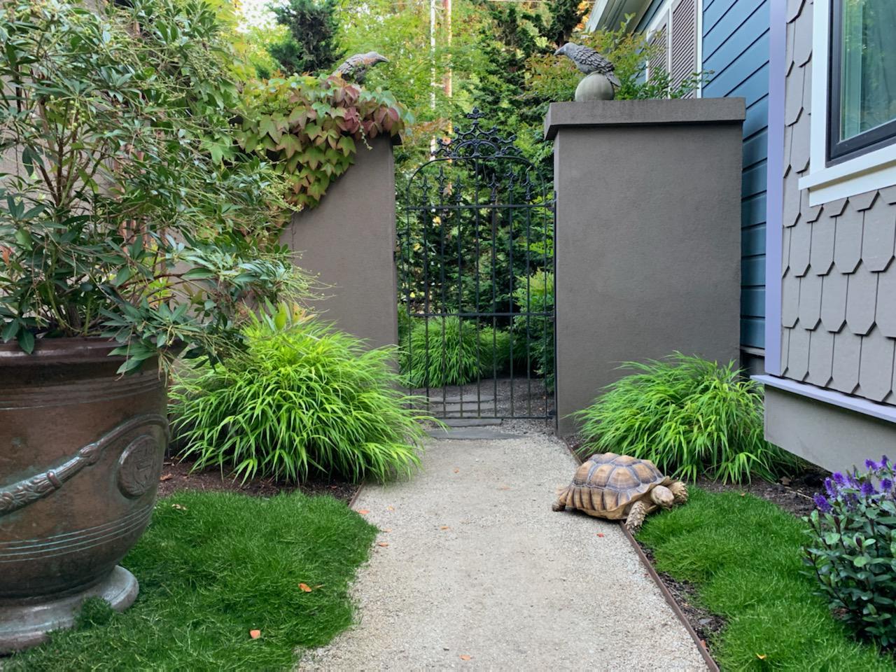 My Girlfriend's Sulcata chilling outside, eating some grass. | Scrolller