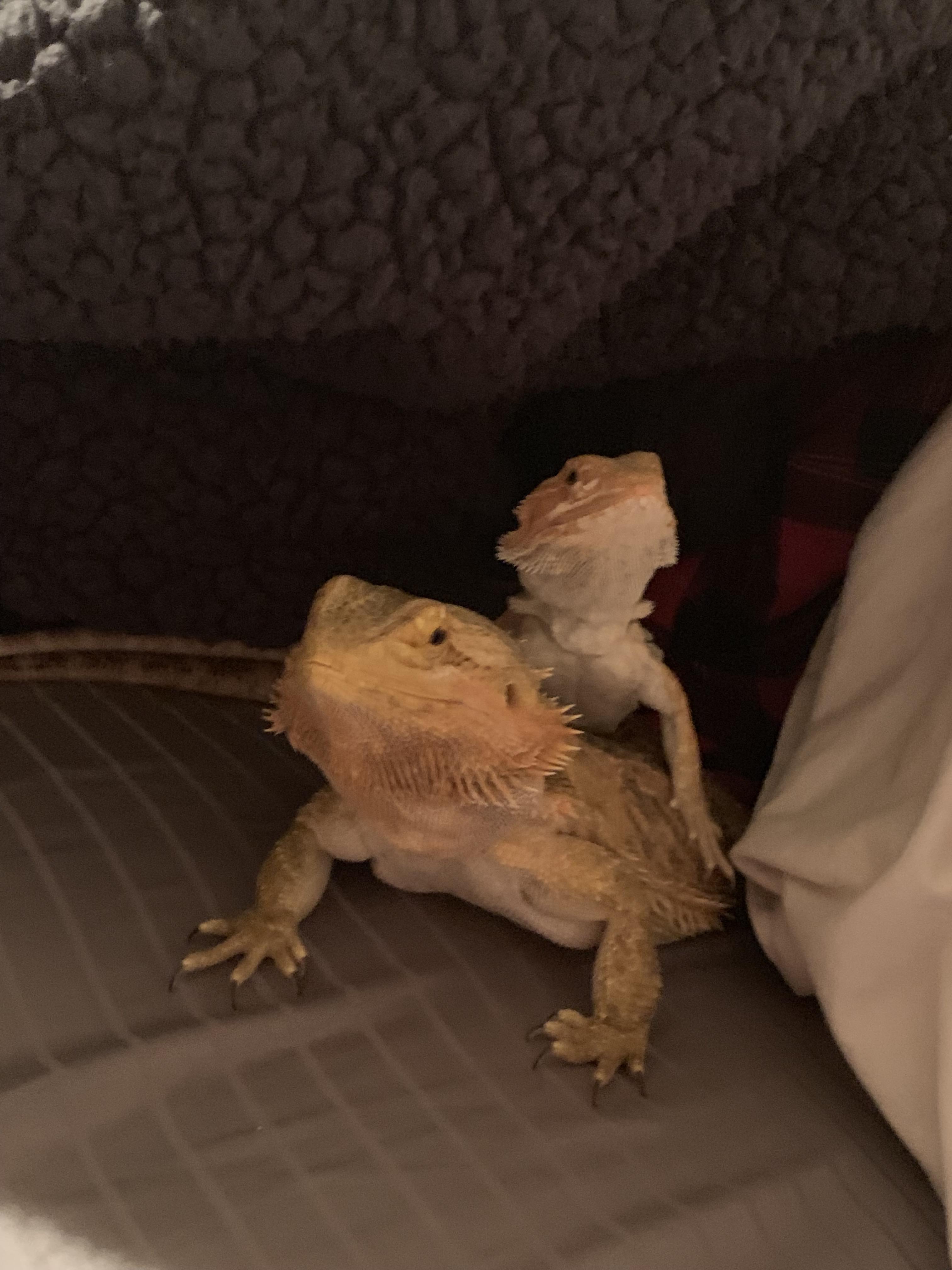 My girls just hangin😍 | Scrolller