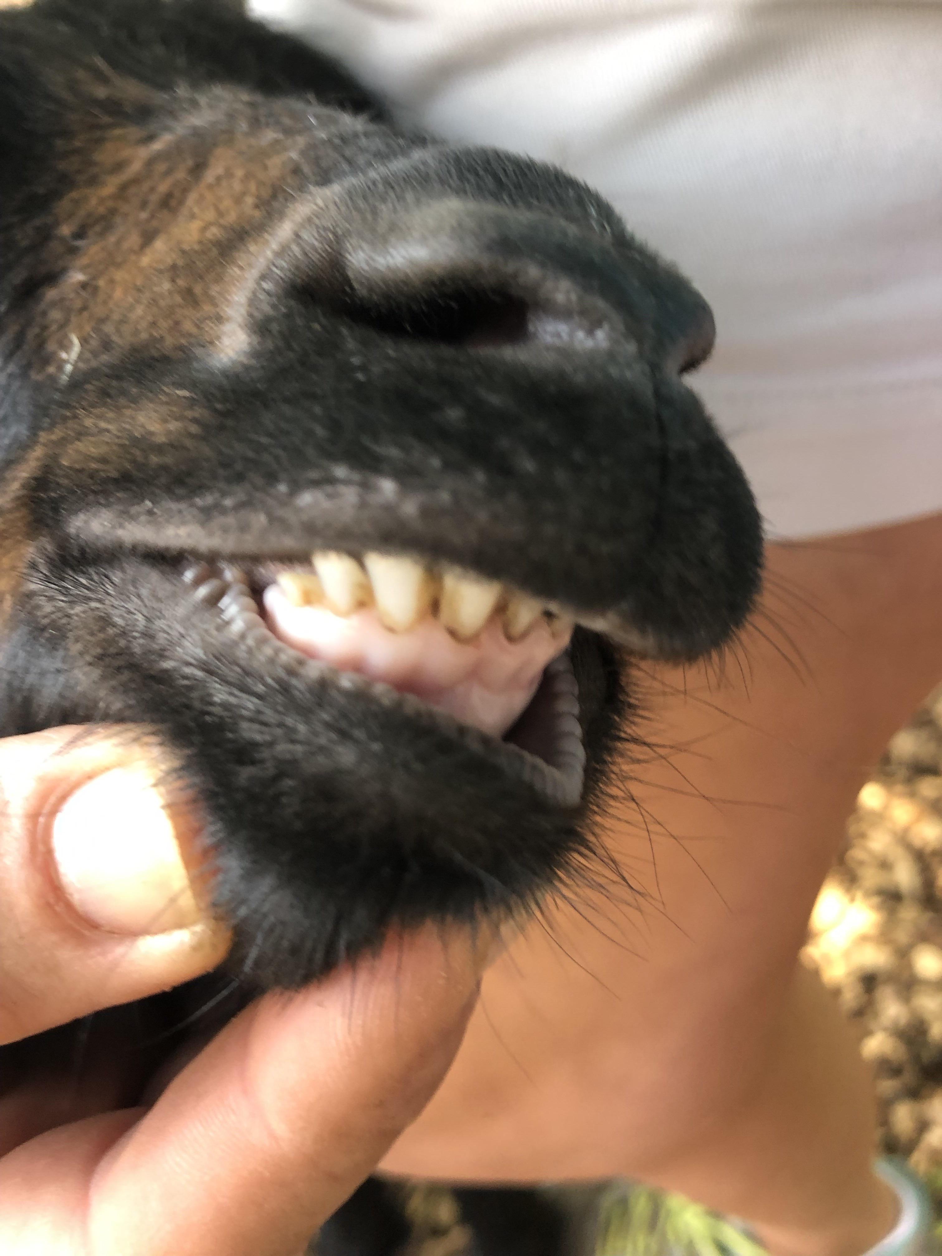 My goat Vinny | Scrolller