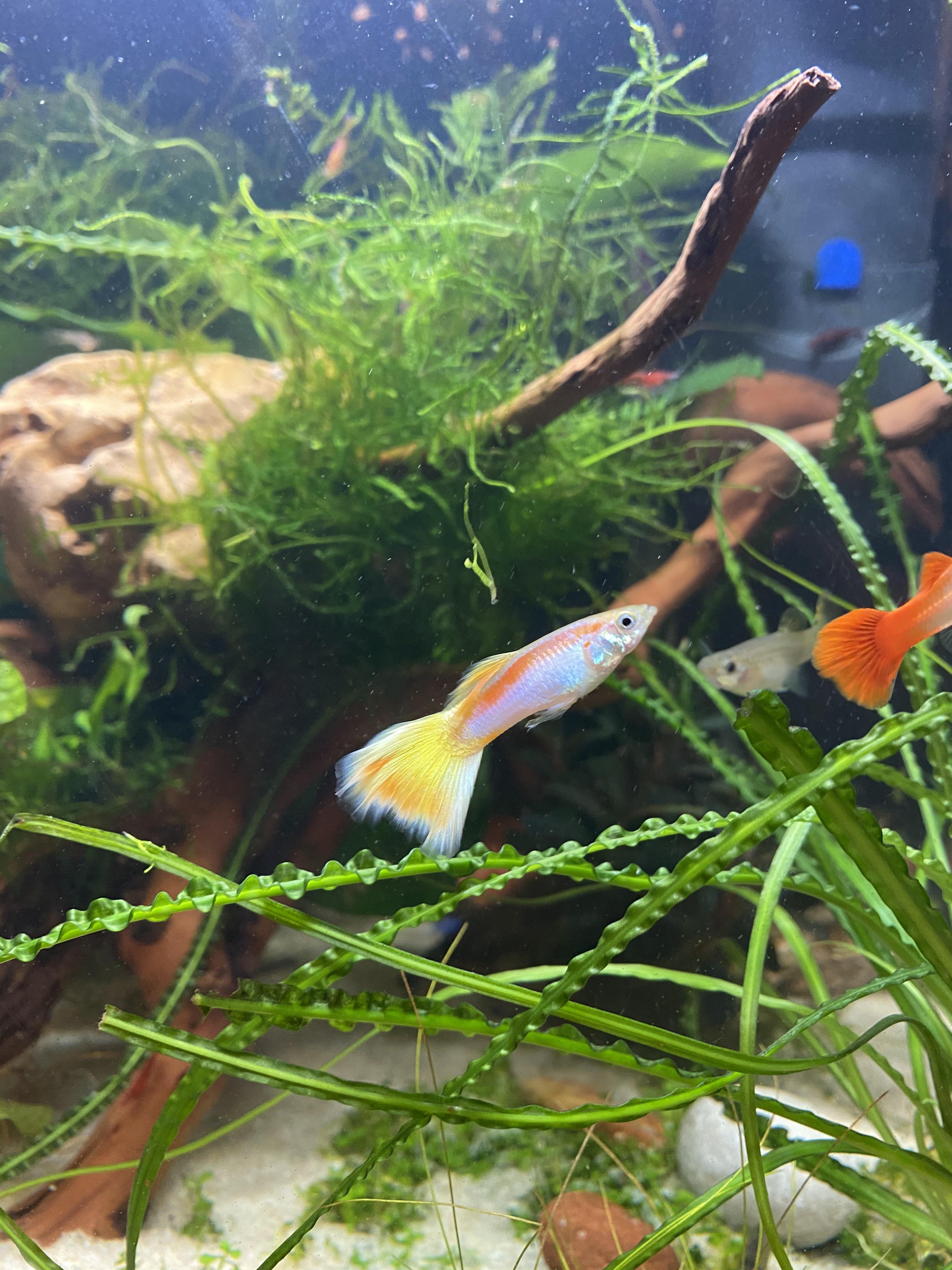 My Golden laser ray guppy!🤩 | Scrolller