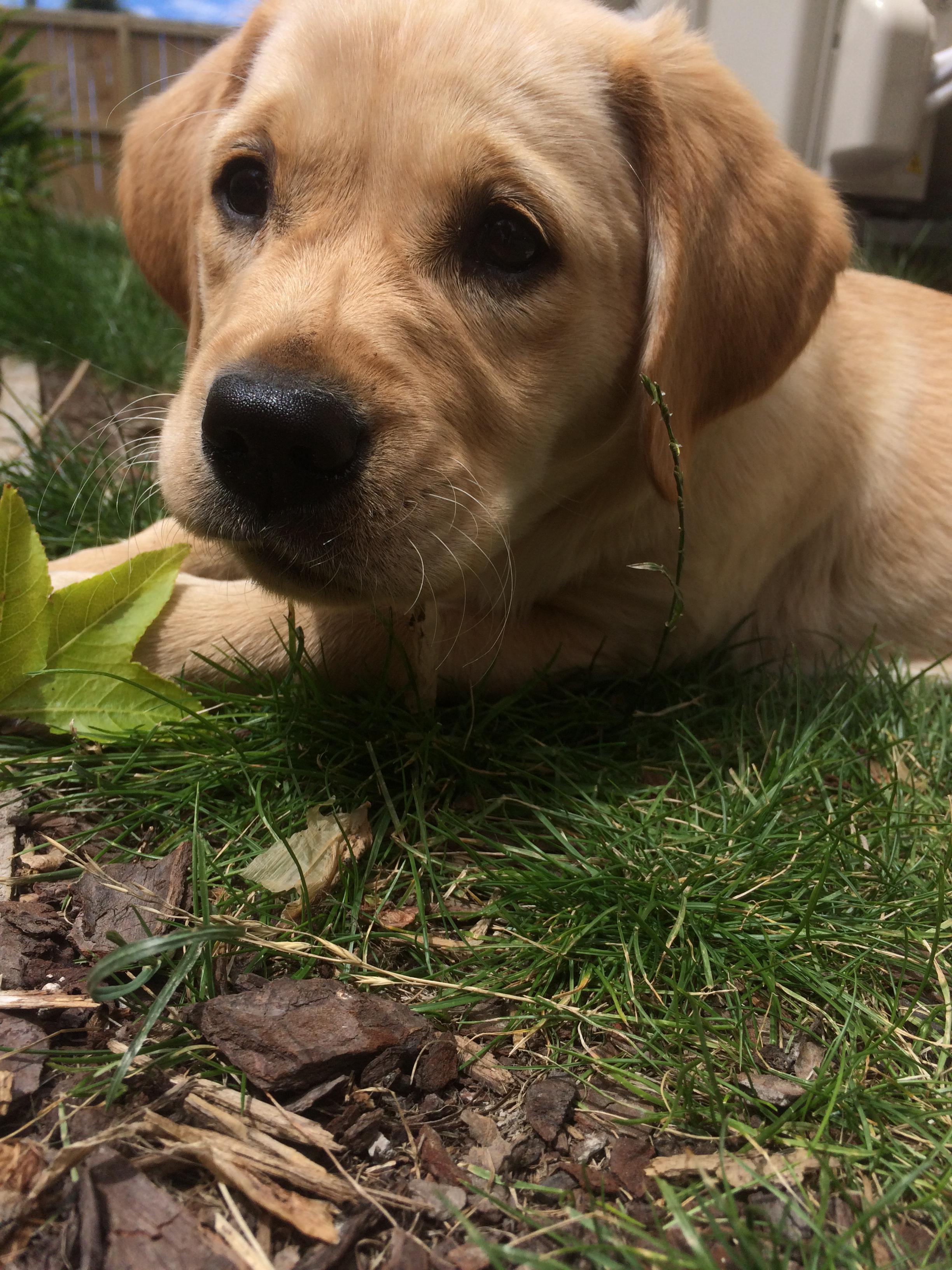 My golden with her maple leaf | Scrolller
