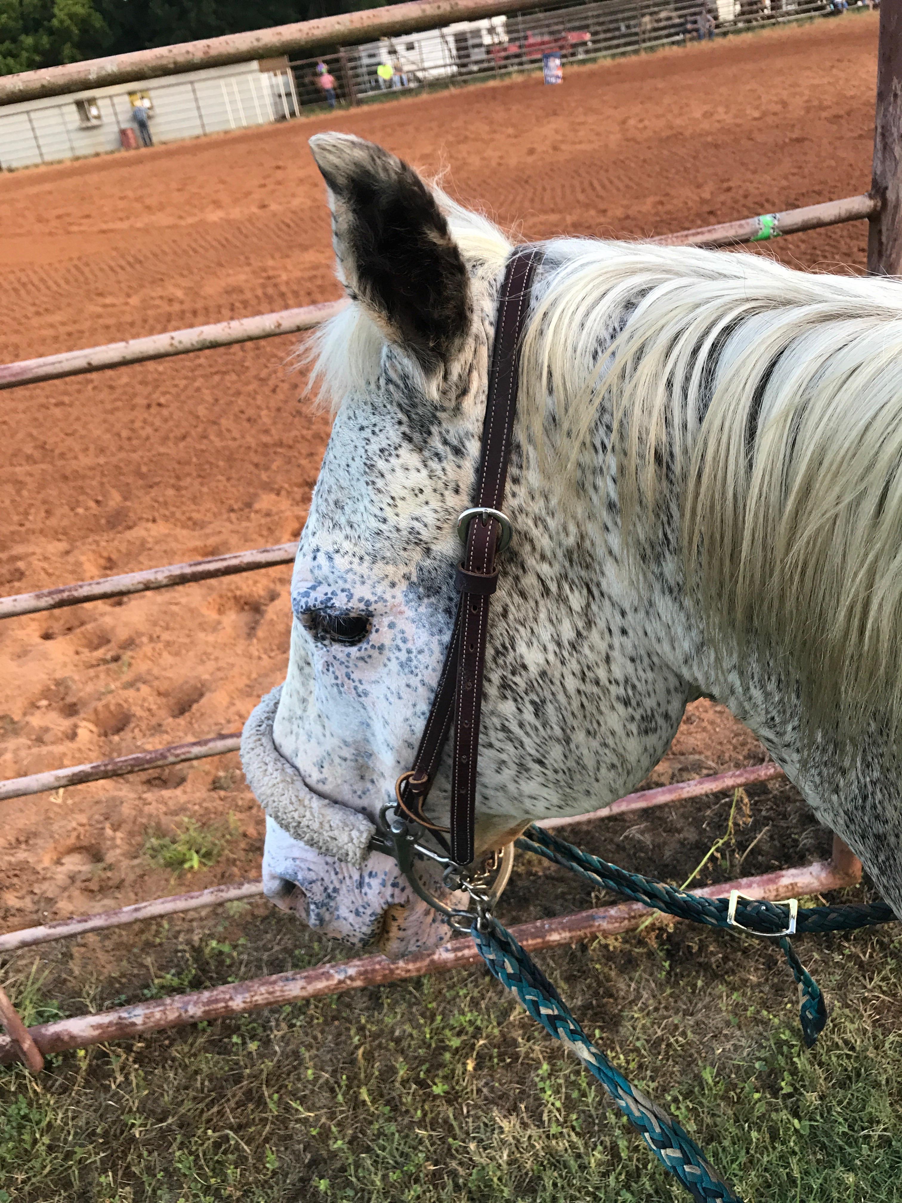 my good boi cody. i’m riding him in a rodeo queens competition next week🤗 | Scrolller