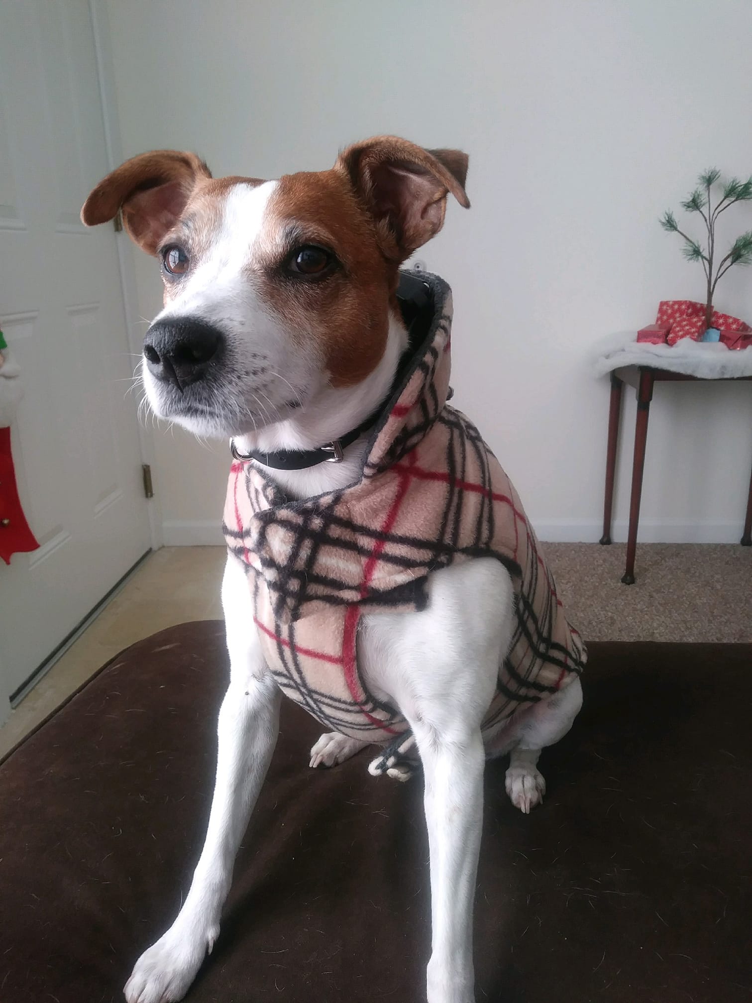 My good boy Púca is ready for winter | Scrolller