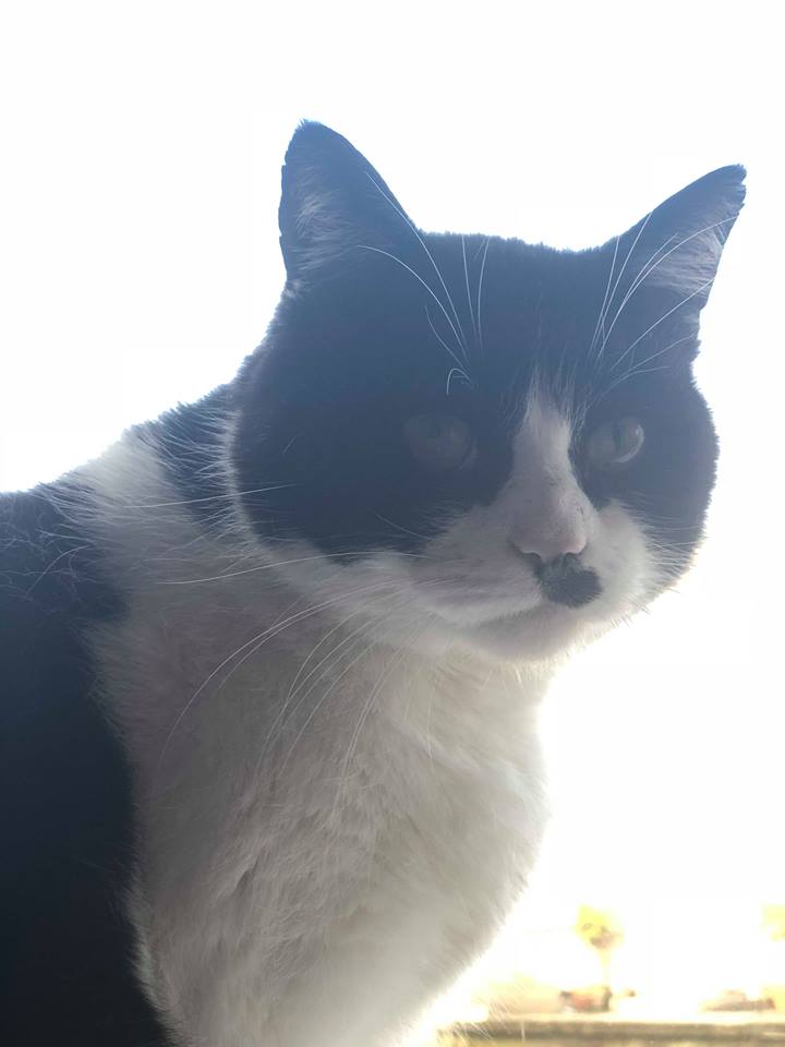 My good little Kitler posing for a photo | Scrolller